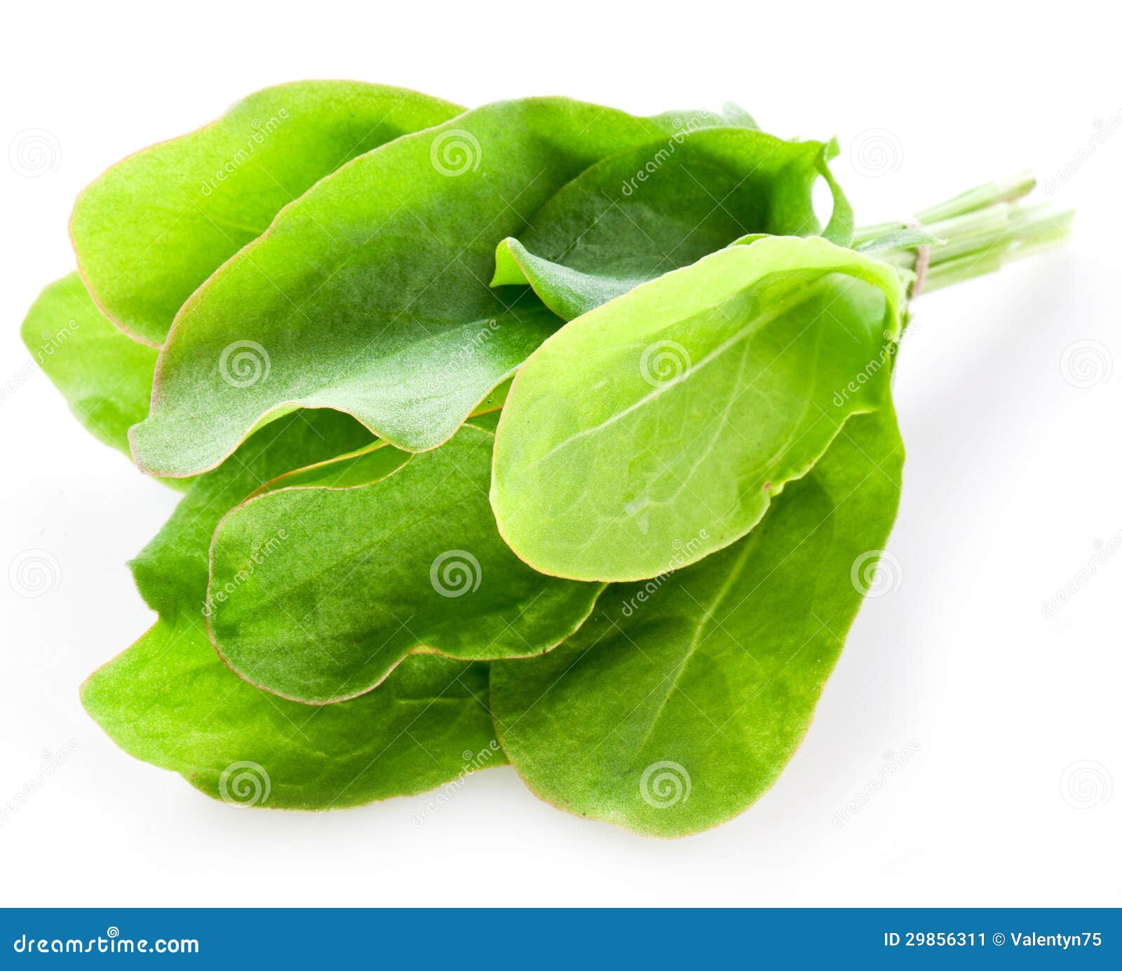 Sorrel stock image. Image of health, bunch, backgrounds - 29856311