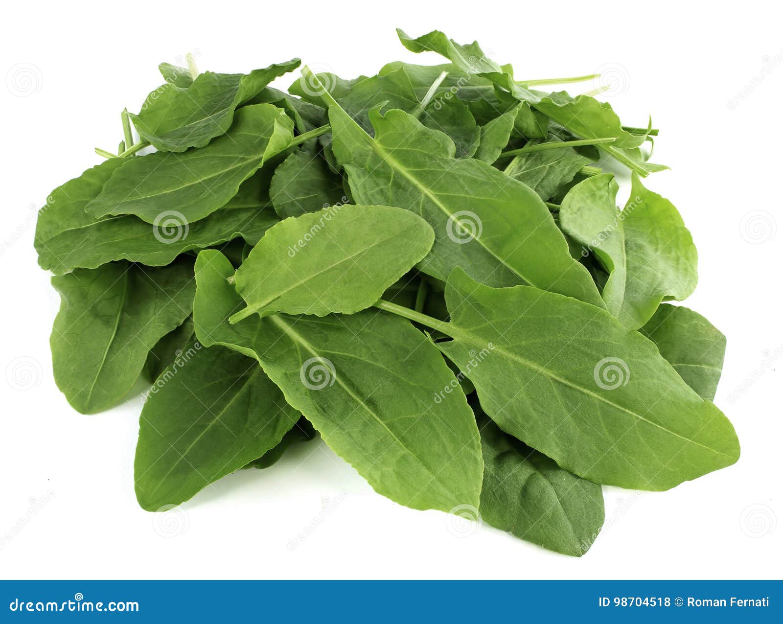 Sorrel on white background stock photo. Image of leaves - 98704518