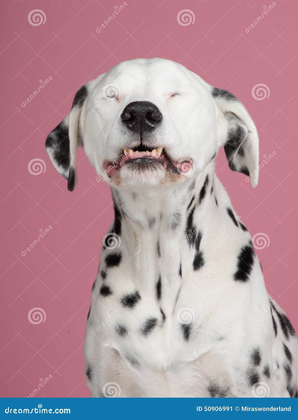 Sorridere dalmata del cane immagine stock. Immagine di occhi - 50906991