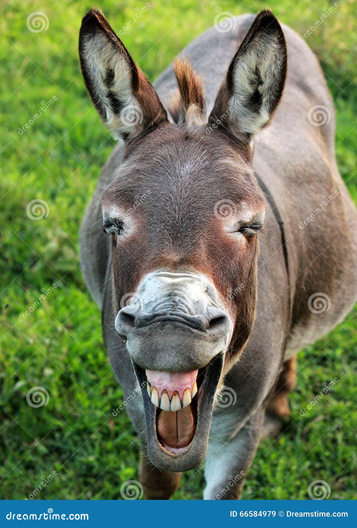 Sorrindo o asno imagem de stock. Imagem de sorrir, animal - 66584979