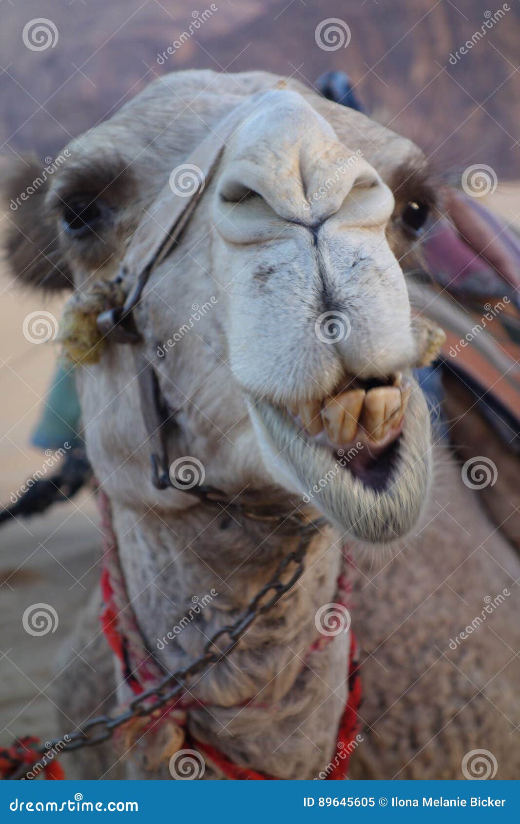 Sorrindo o camelo imagem de stock. Imagem de amarelo - 89645605