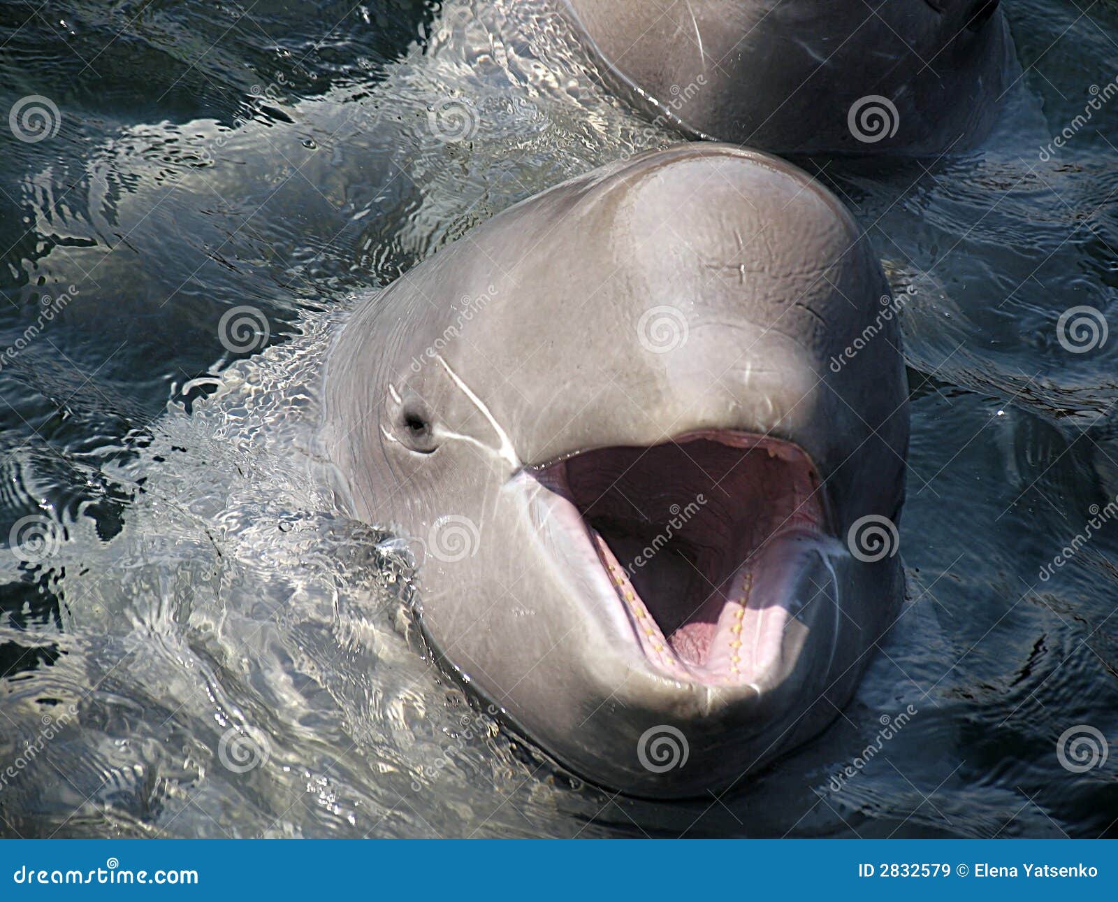 Sorriso Dalla Balena Bianca Immagine Stock - Immagine di oceanografia ...