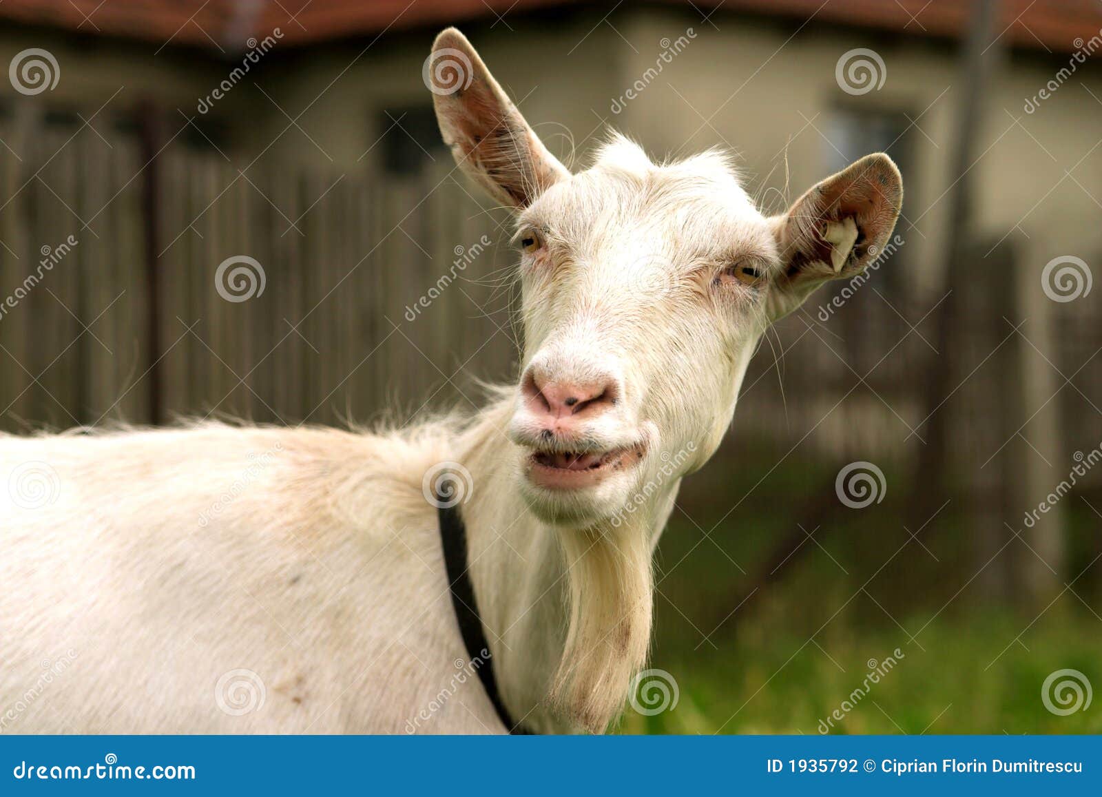Sorriso della capra fotografia stock. Immagine di bianco - 1935792
