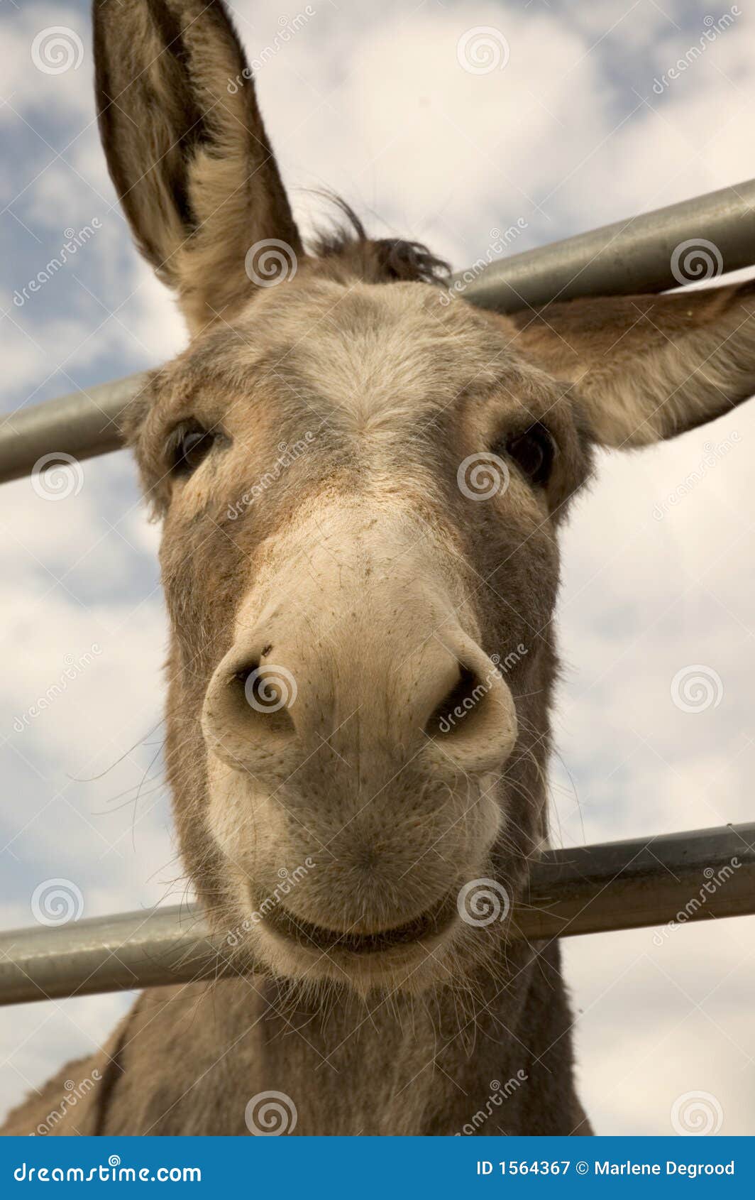 Sorriso do Burro imagem de stock. Imagem de sorrir, manteiga - 1564367