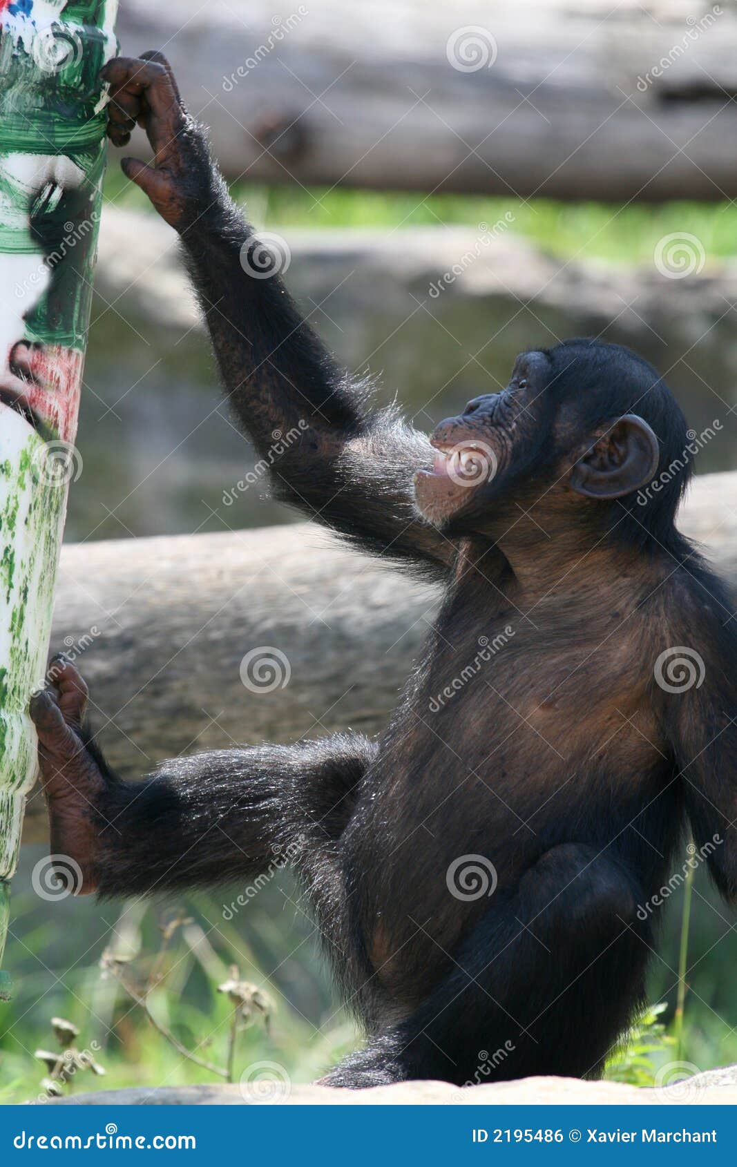 Sorriso novo do macaco foto de stock. Imagem de adulto - 2195486