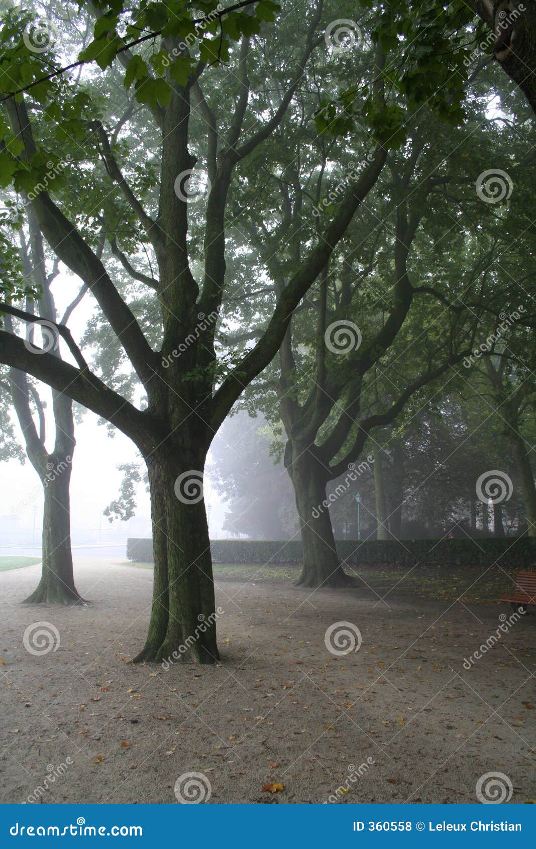 Sorrow stock photo. Image of morning, park, mist, area - 360558