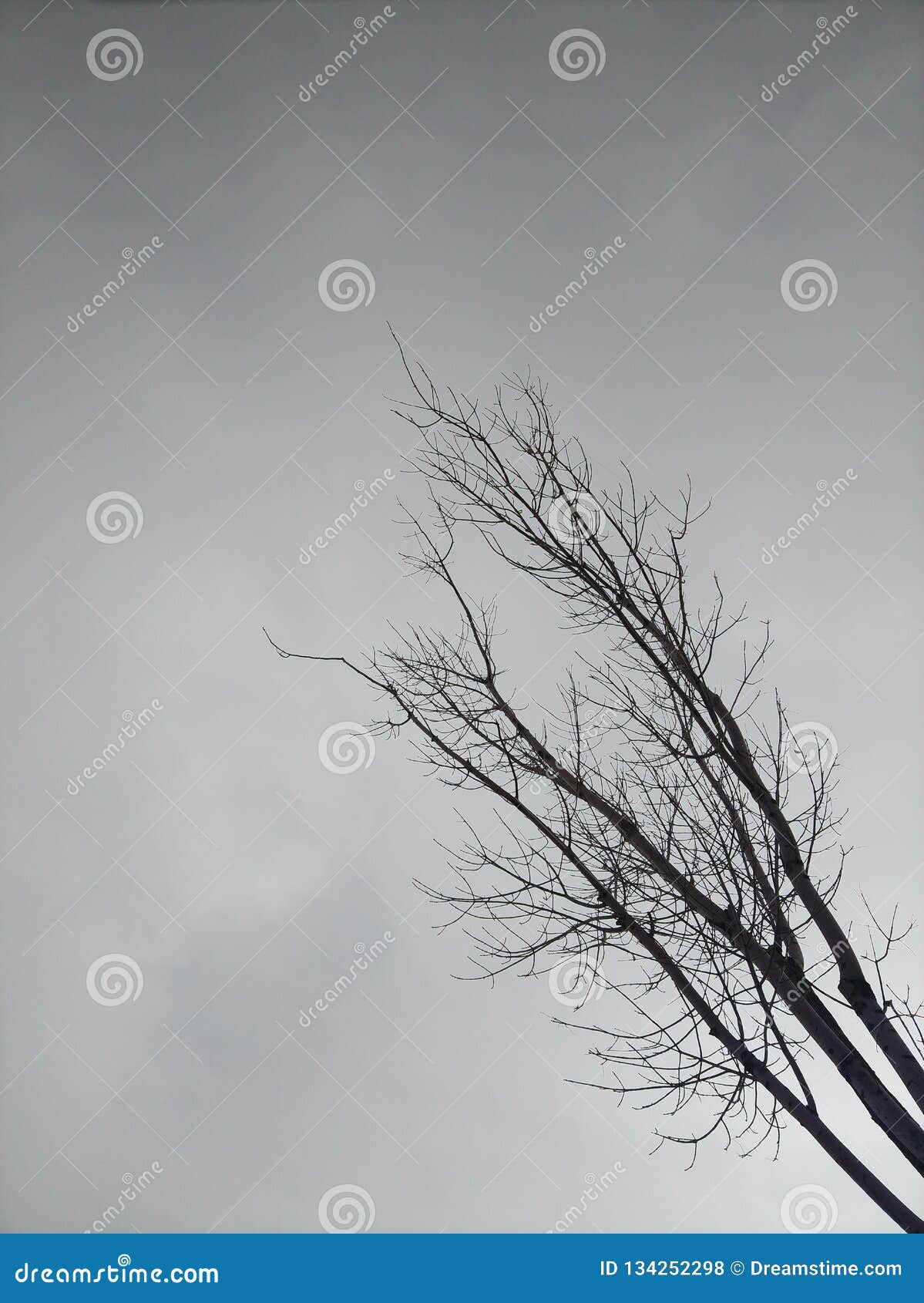 Sorrowtree Photos - Free & Royalty-Free Stock Photos from Dreamstime