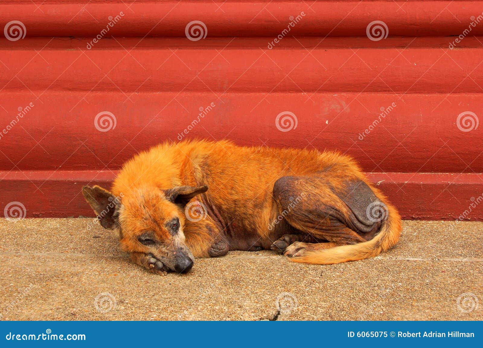 Sorry dog stock image. Image of skin, space, canine, problem - 6065075
