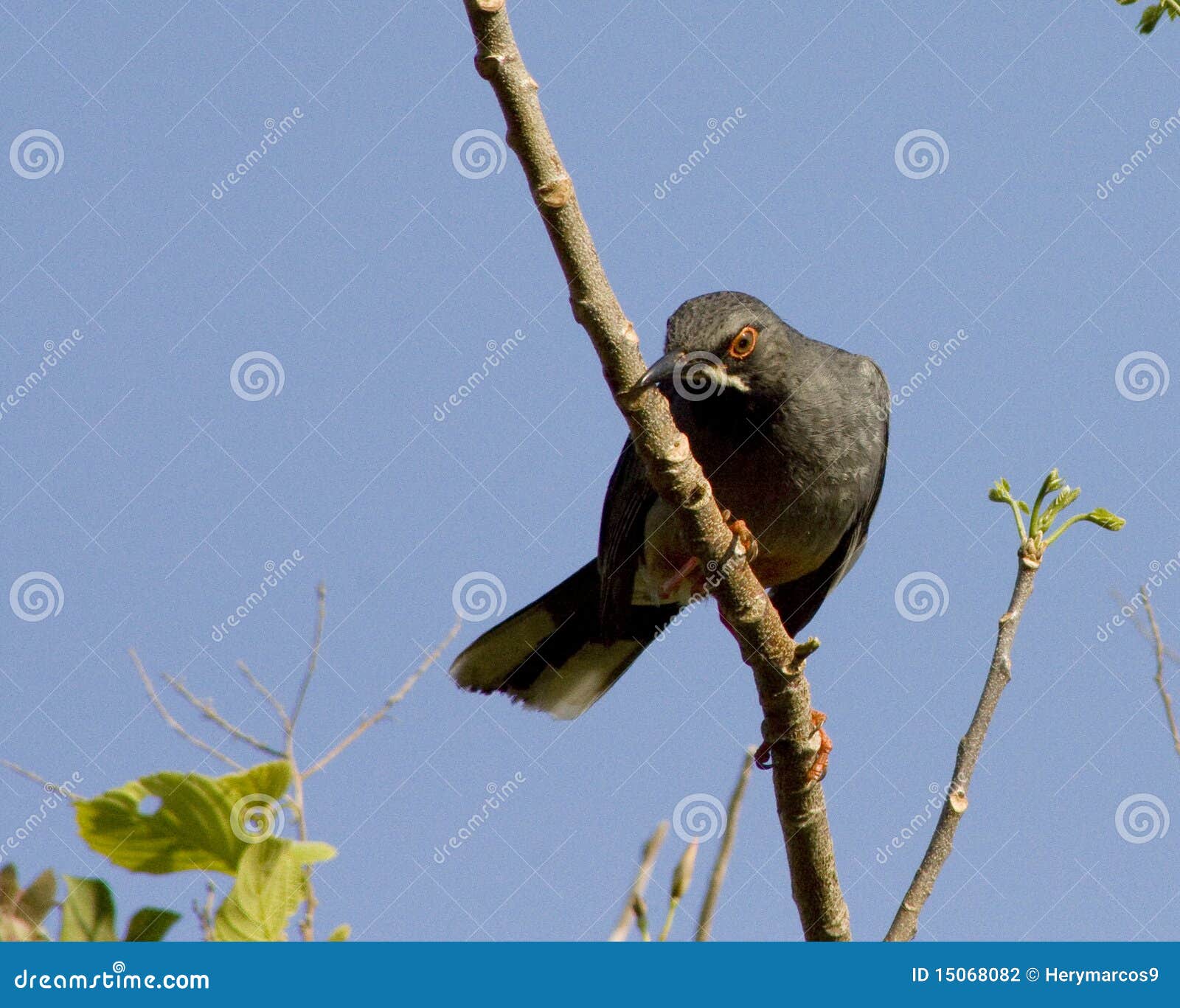 Sorsal cat observing stock photo. Image of dawn, creativity - 15068082