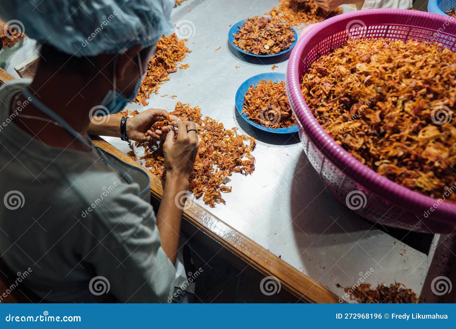The Sorting Activity of Nutmeg Vactory Editorial Photo - Image of snack ...