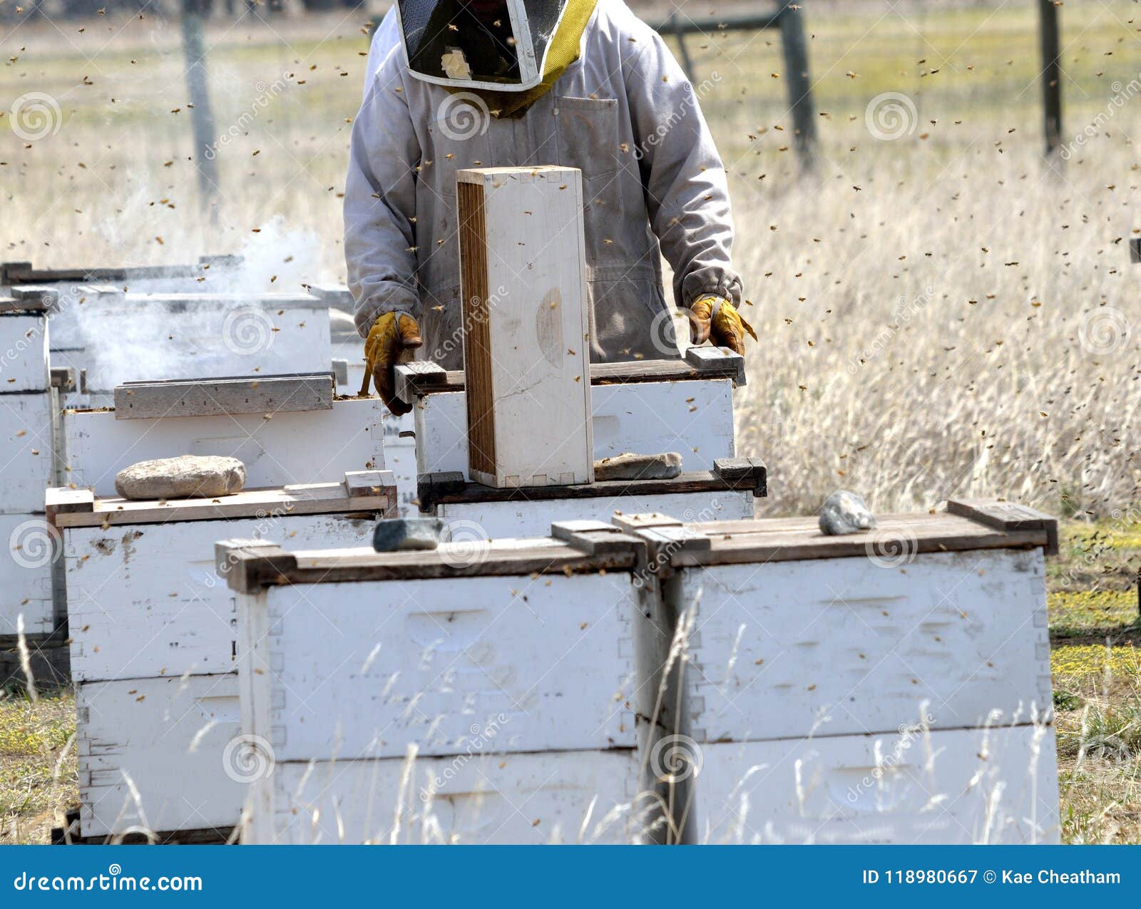Commercial Bee Enterprise: Beekeeper at Work Stock Image - Image of ...