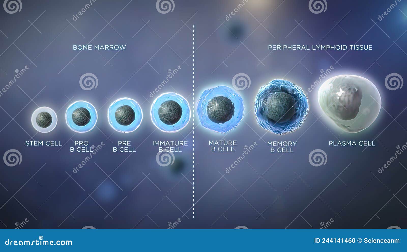 Sorting cell types by size stock illustration. Illustration of clone ...