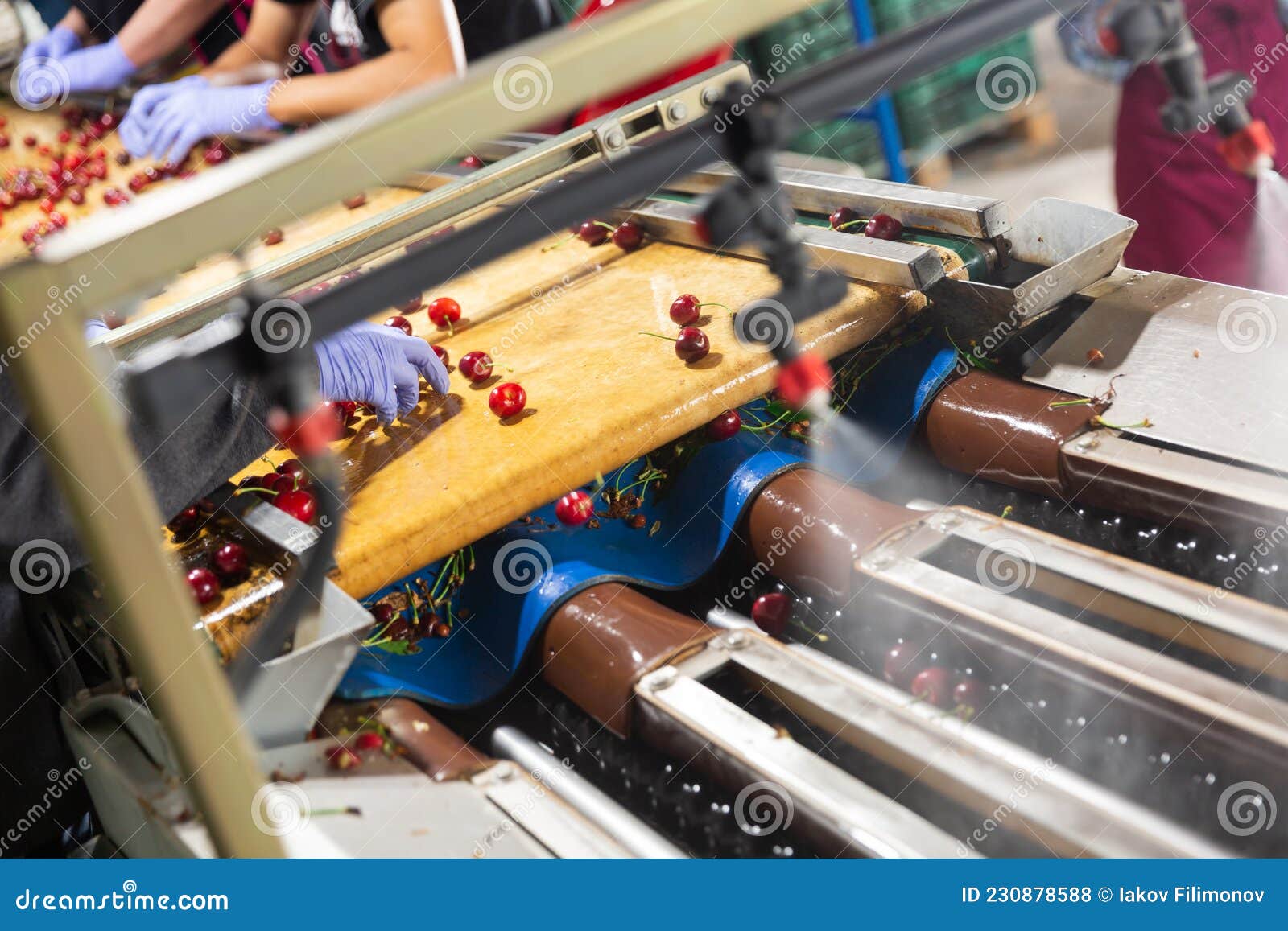 Sorting of cherries stock photo. Image of bunch, cherry - 230878588