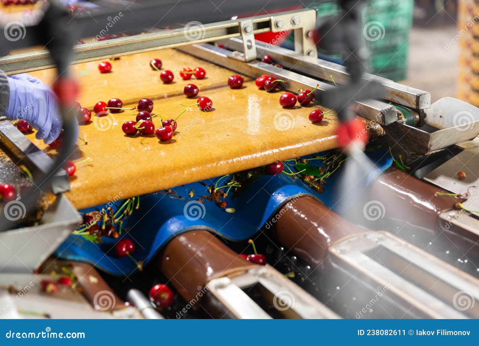 Sorting of cherries stock image. Image of export, water - 238082611
