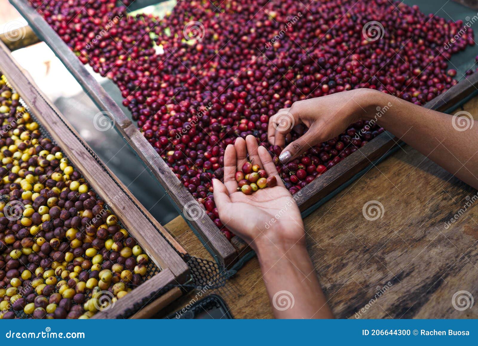 Hands Sorting Cherry Coffee Beans Stock Photo - Image of growth, person ...