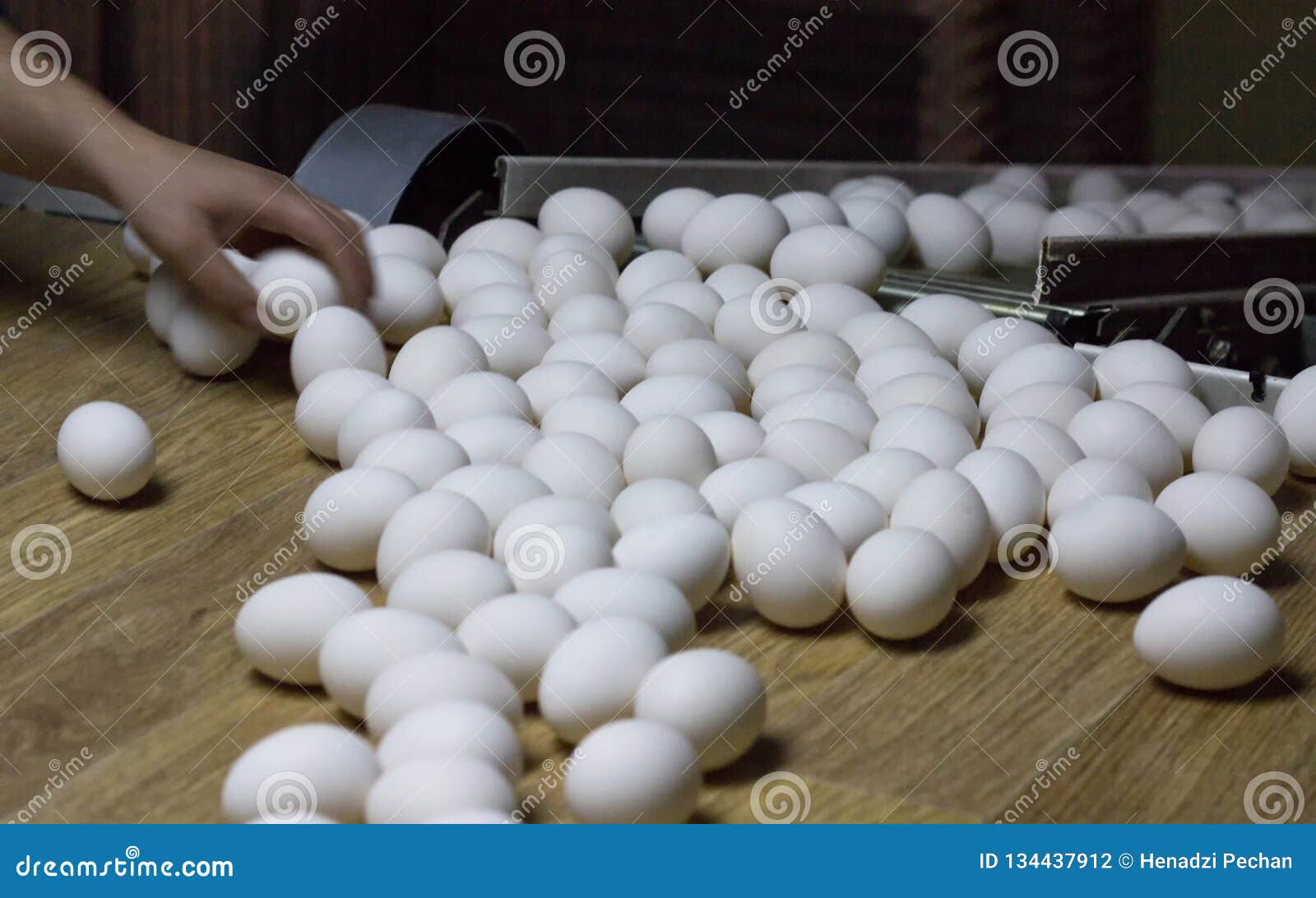 Sorting Chicken Eggs by Workers at a Poultry Farm, Close-up, Process ...