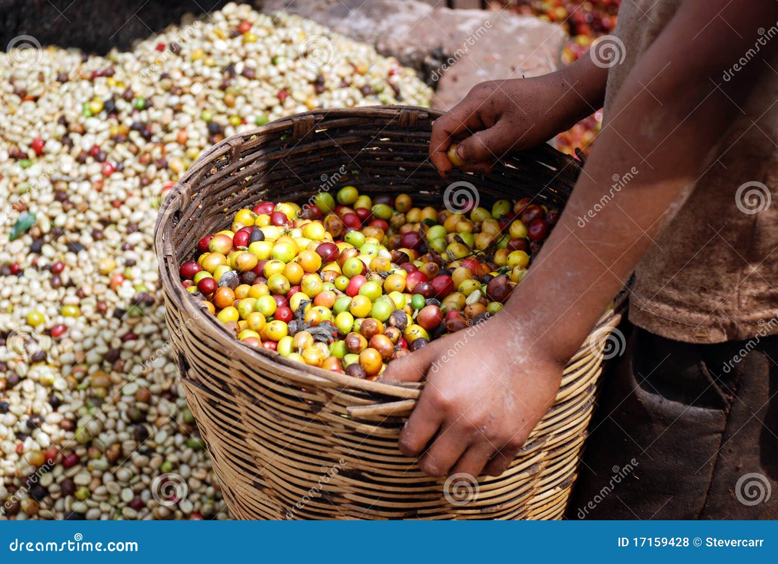 Sorting Coffee Beans, Chiapas, Mexico Stock Photo - Image of basket ...