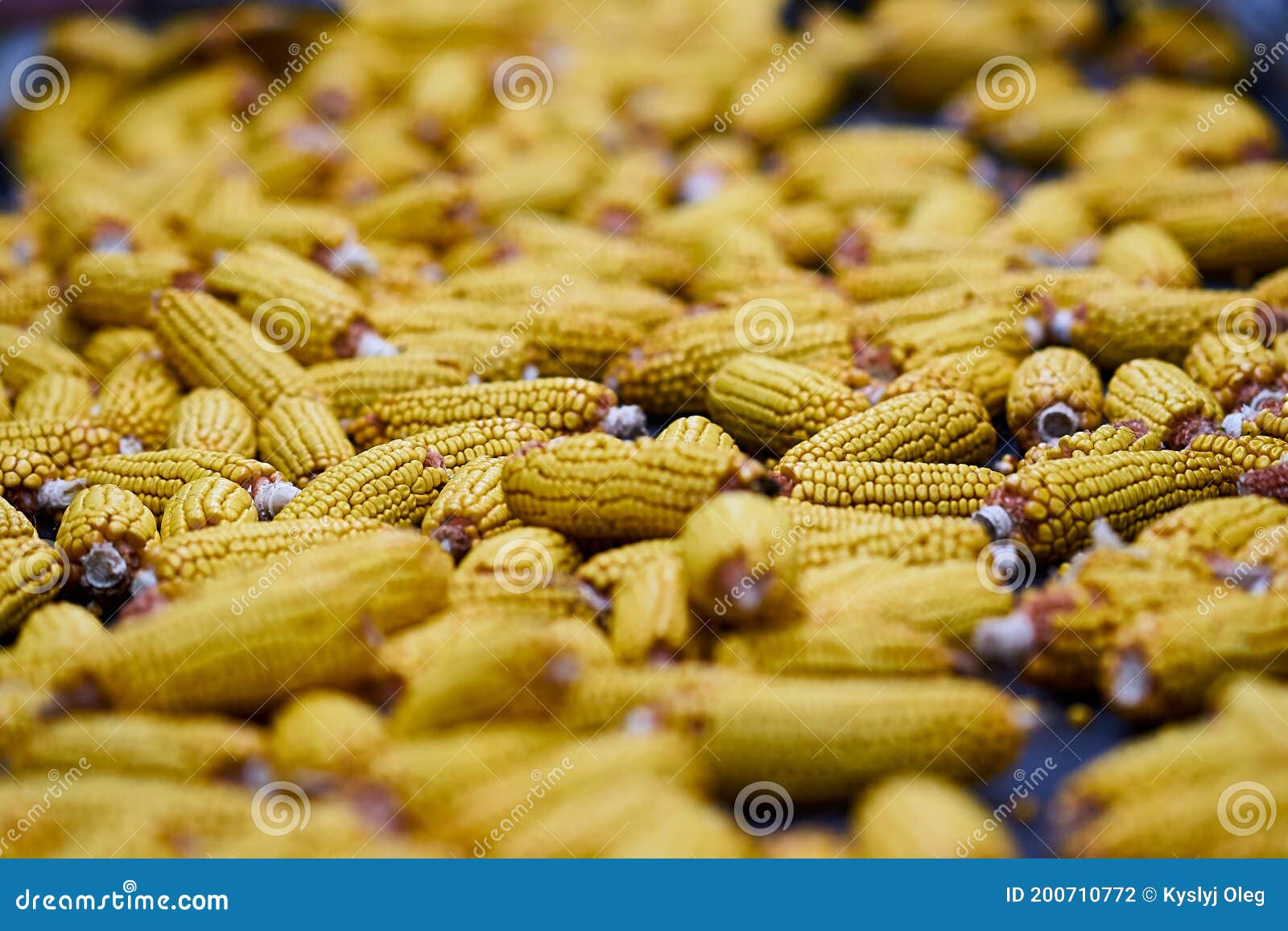 Sorting Corn Close-up on the Conveyor Stock Photo - Image of vegetarian ...