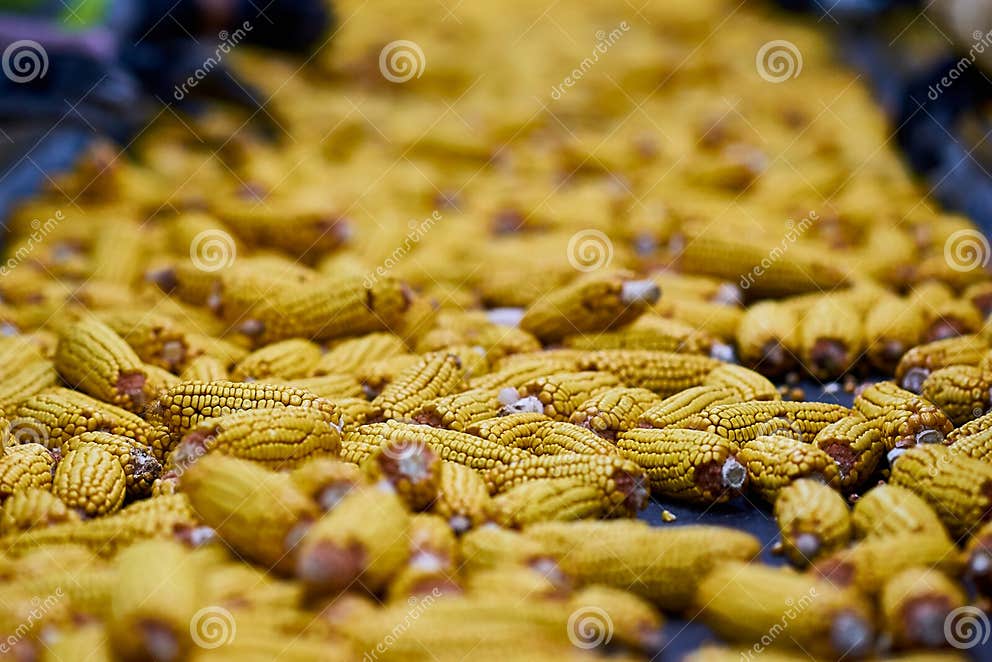 Sorting Corn Close-up on the Conveyor Stock Image - Image of occupation ...