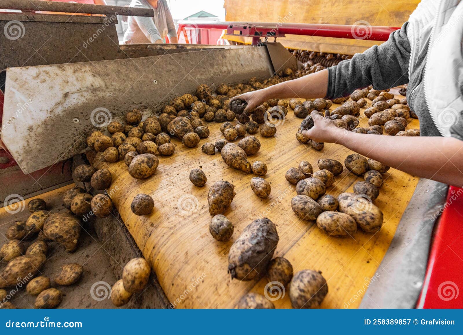 Sorting of earthy potatoes stock image. Image of manual - 258389857