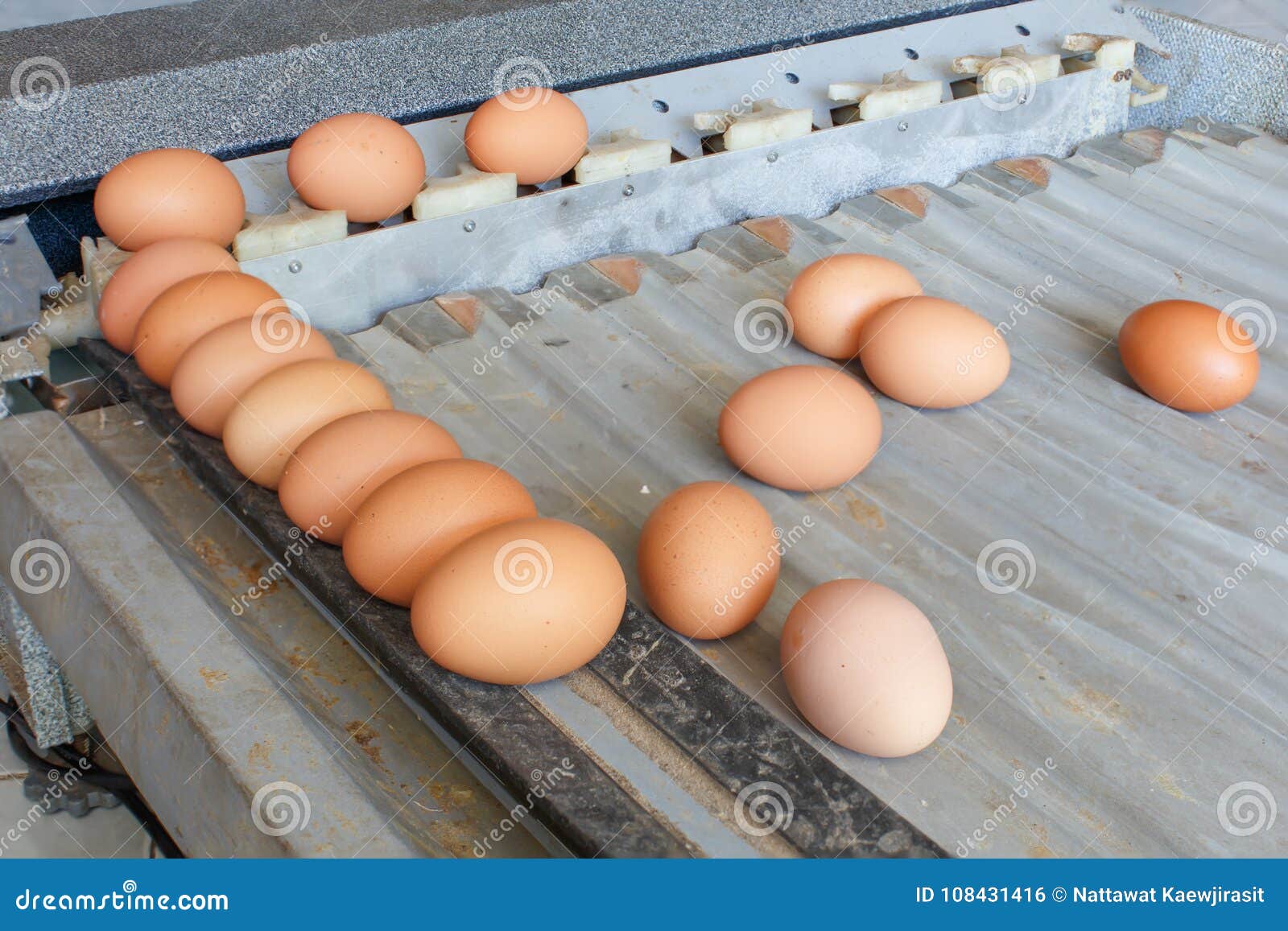 Sorting Eggs Closeup Detail Tool Stock Photo - Image of eggshell, fresh ...