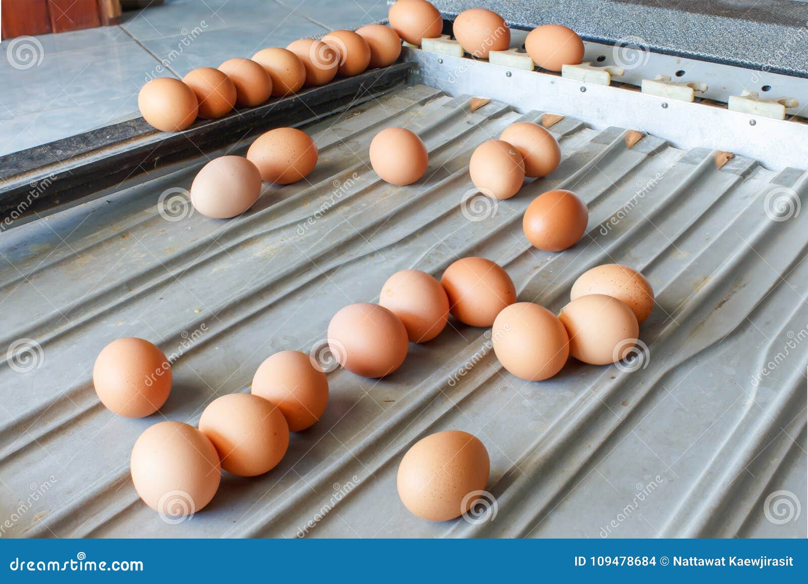 Sorting Eggs Closeup Detail Tool Stock Photo - Image of group ...