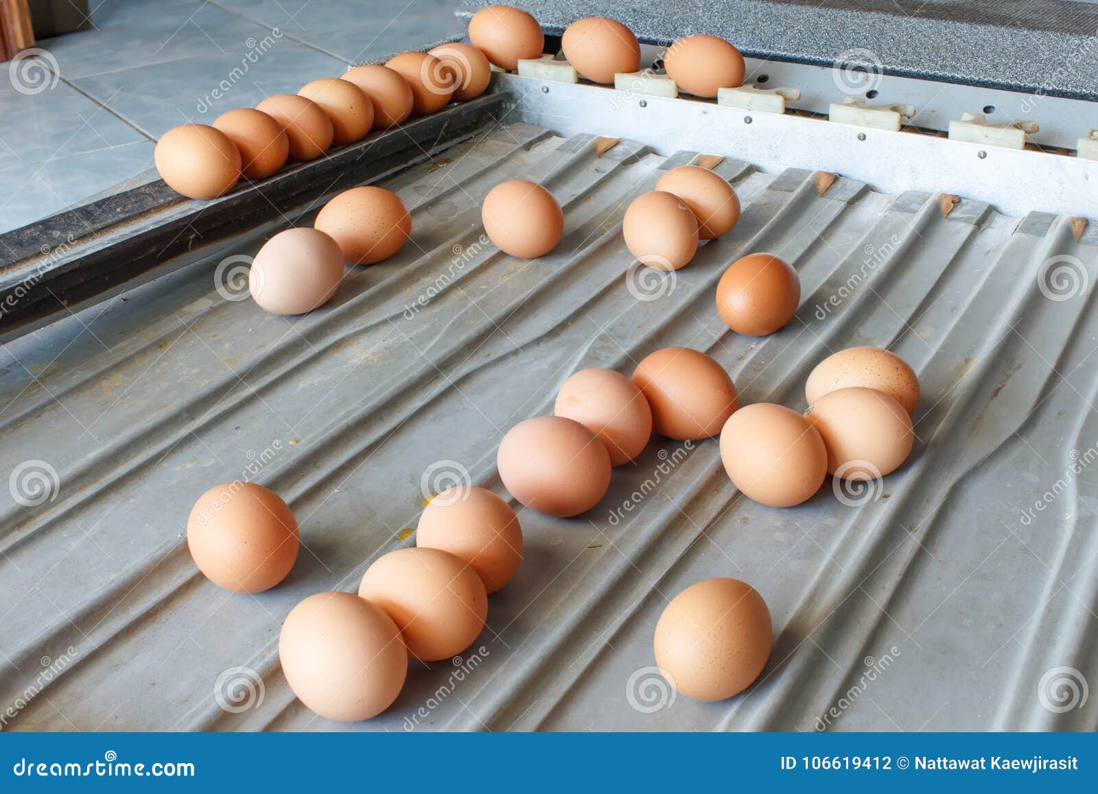 Sorting Eggs Closeup Detail Tool Stock Photo - Image of brown, group ...