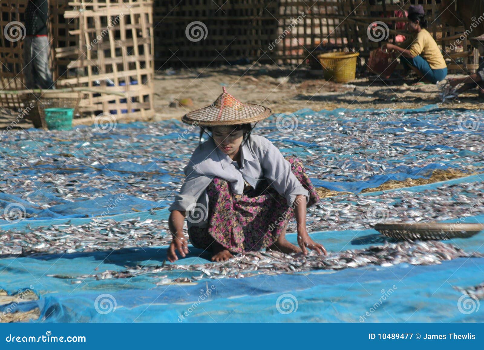 Sorting fish editorial photography. Image of beach, locals - 10489477