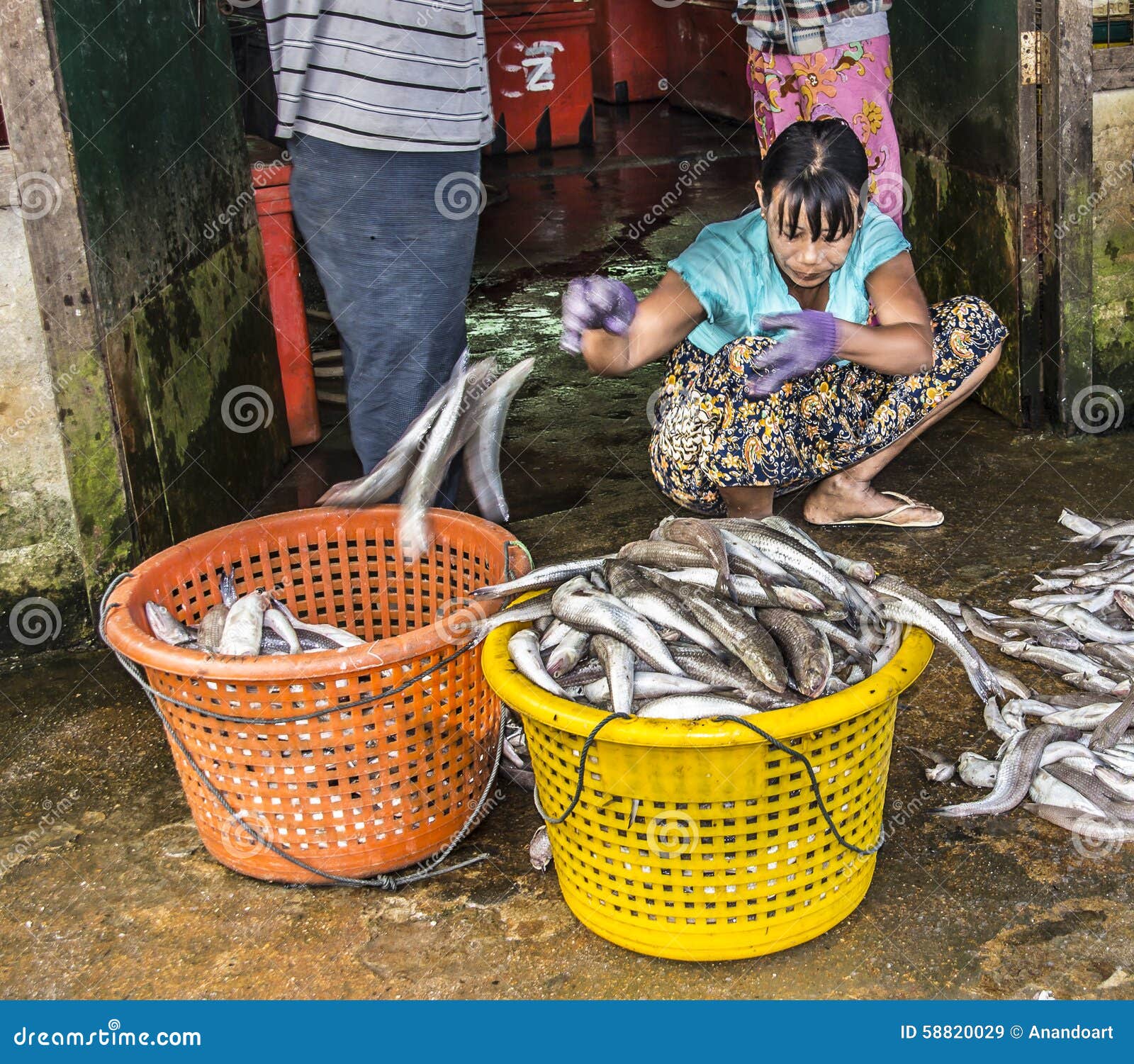 Sorting the fish editorial stock image. Image of myanmar - 58820029