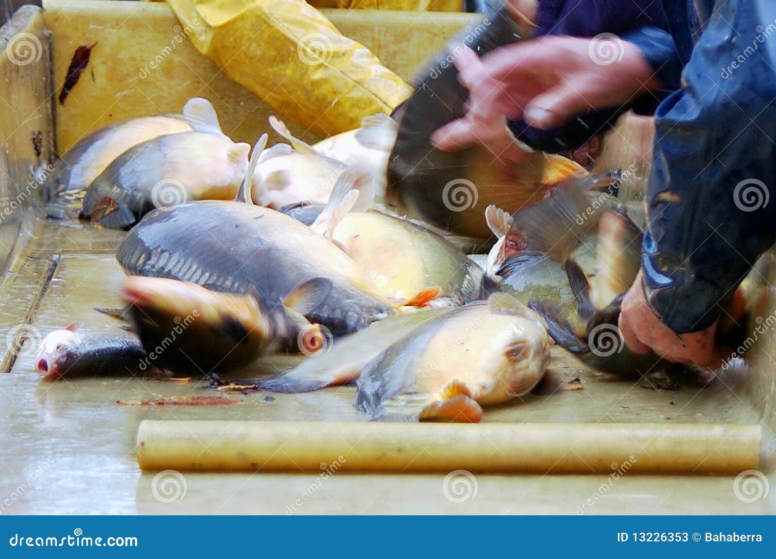Sorting of Freshly Caught Fish Stock Image - Image of iodine, sale ...