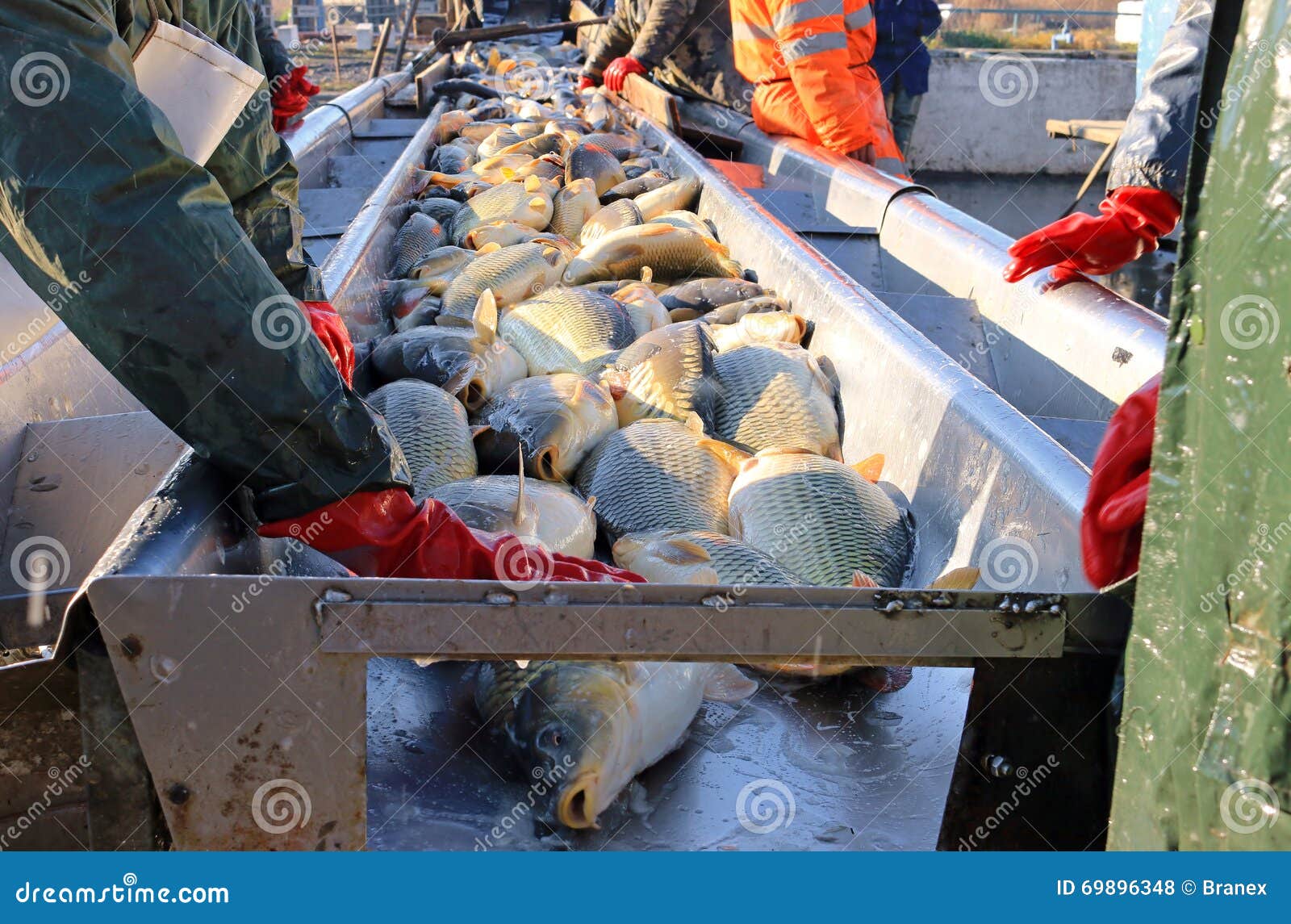 Sorting a freshwater fish stock photo. Image of business - 69896348