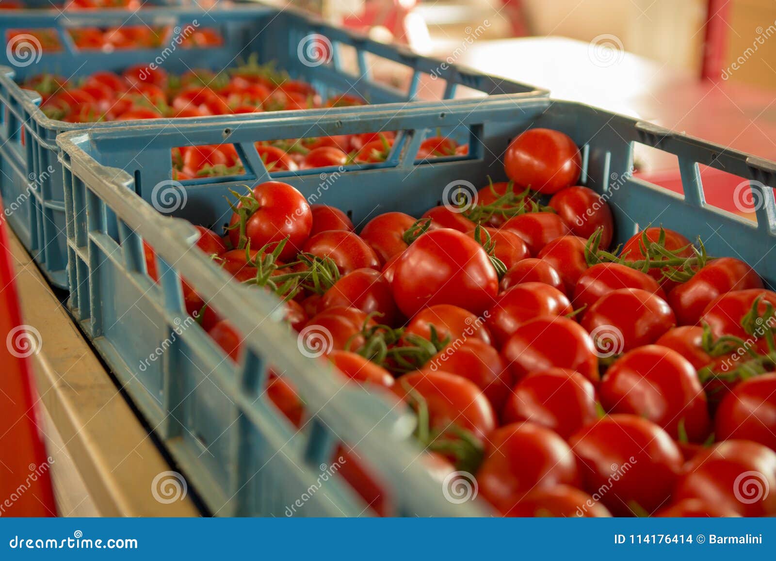 Sorting and Packaging Line of Fresh Ripe Red Tomatoes on Vine in Stock ...