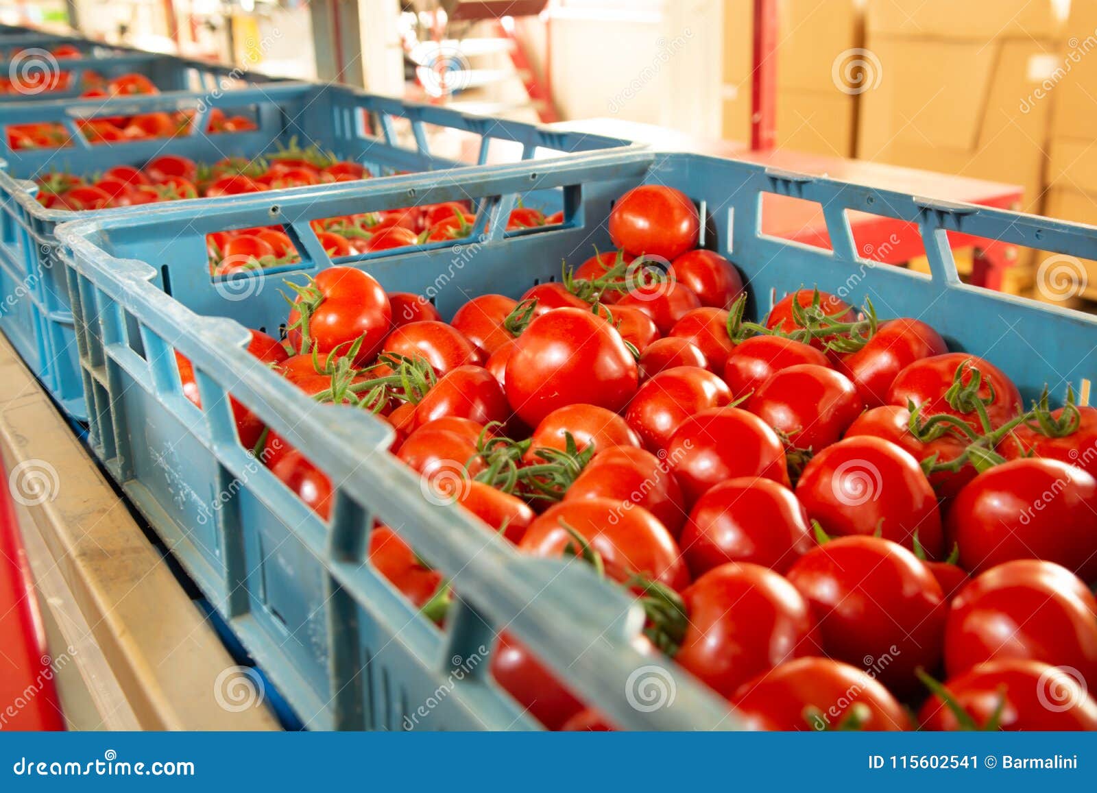Sorting and Packaging Line of Fresh Ripe Red Tomatoes on Vine in Stock ...