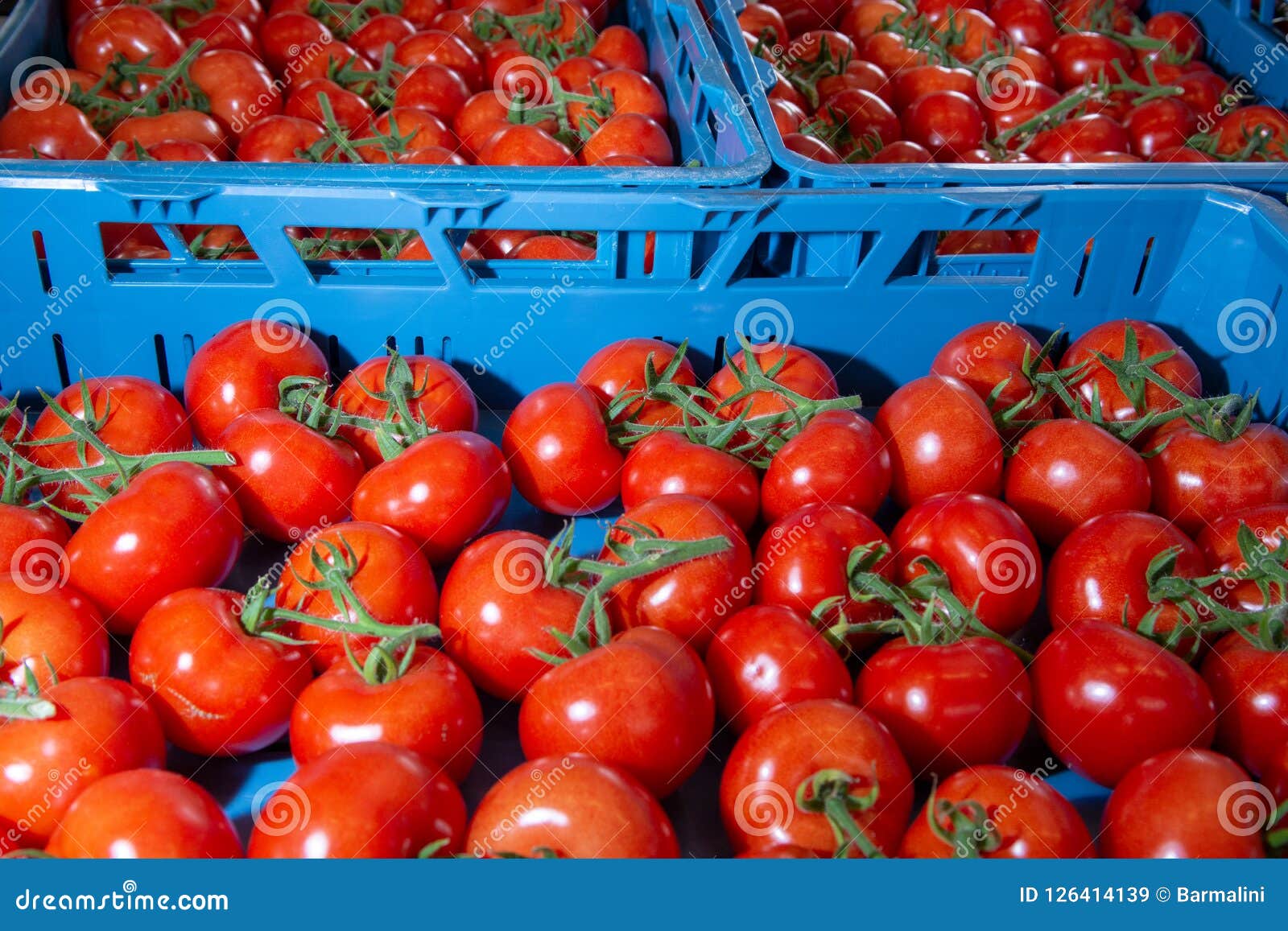 Sorting and Packaging Line of Fresh Ripe Red Tomatoes on Vine in Stock ...