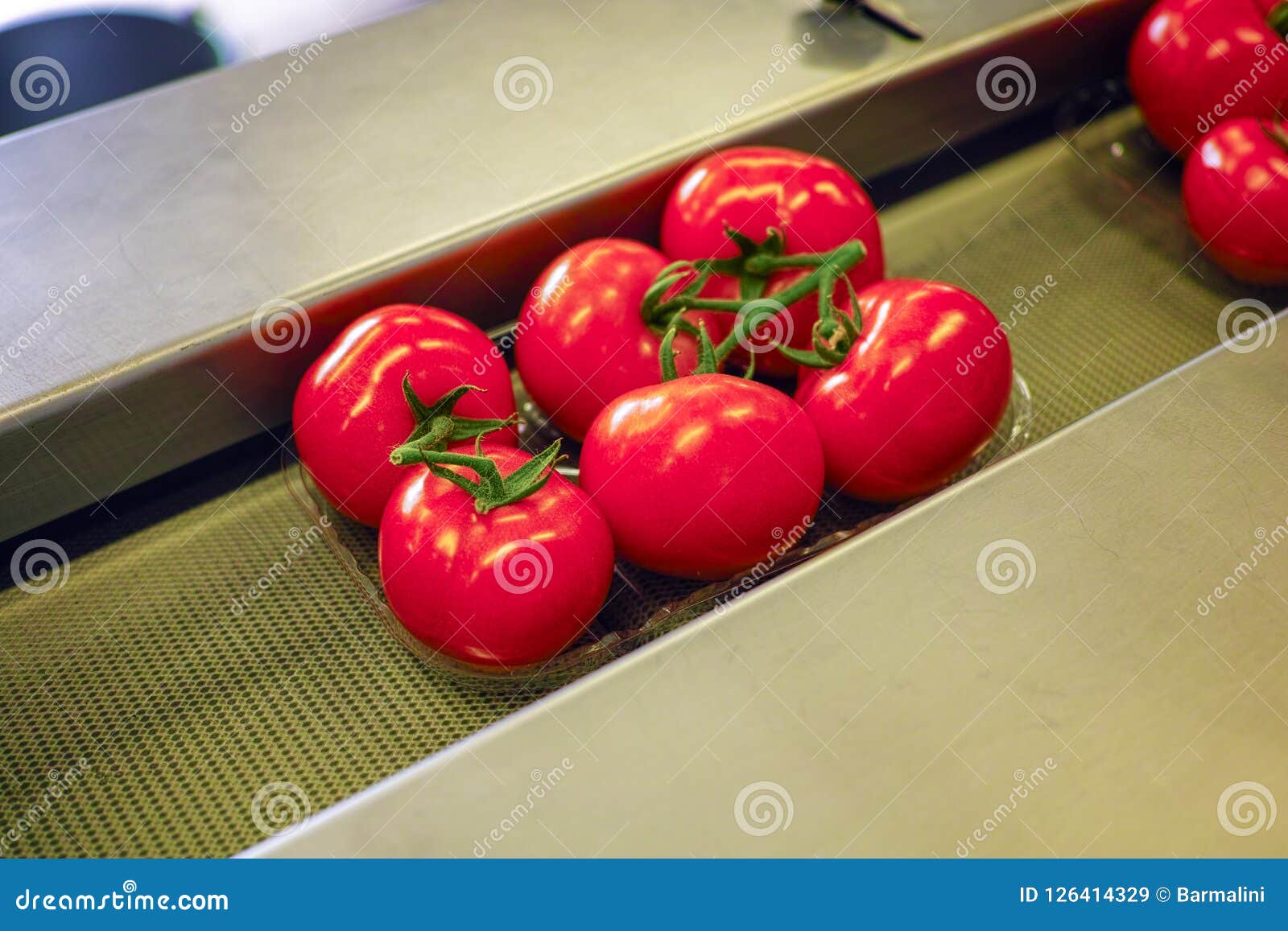 Sorting and Packaging Line of Fresh Ripe Red Tomatoes on Vine in Stock ...