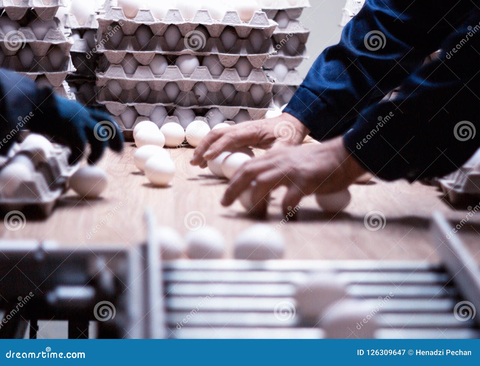 Sorting and Packing of Chicken Eggs at a Poultry Farm, Chicken Eggs on ...