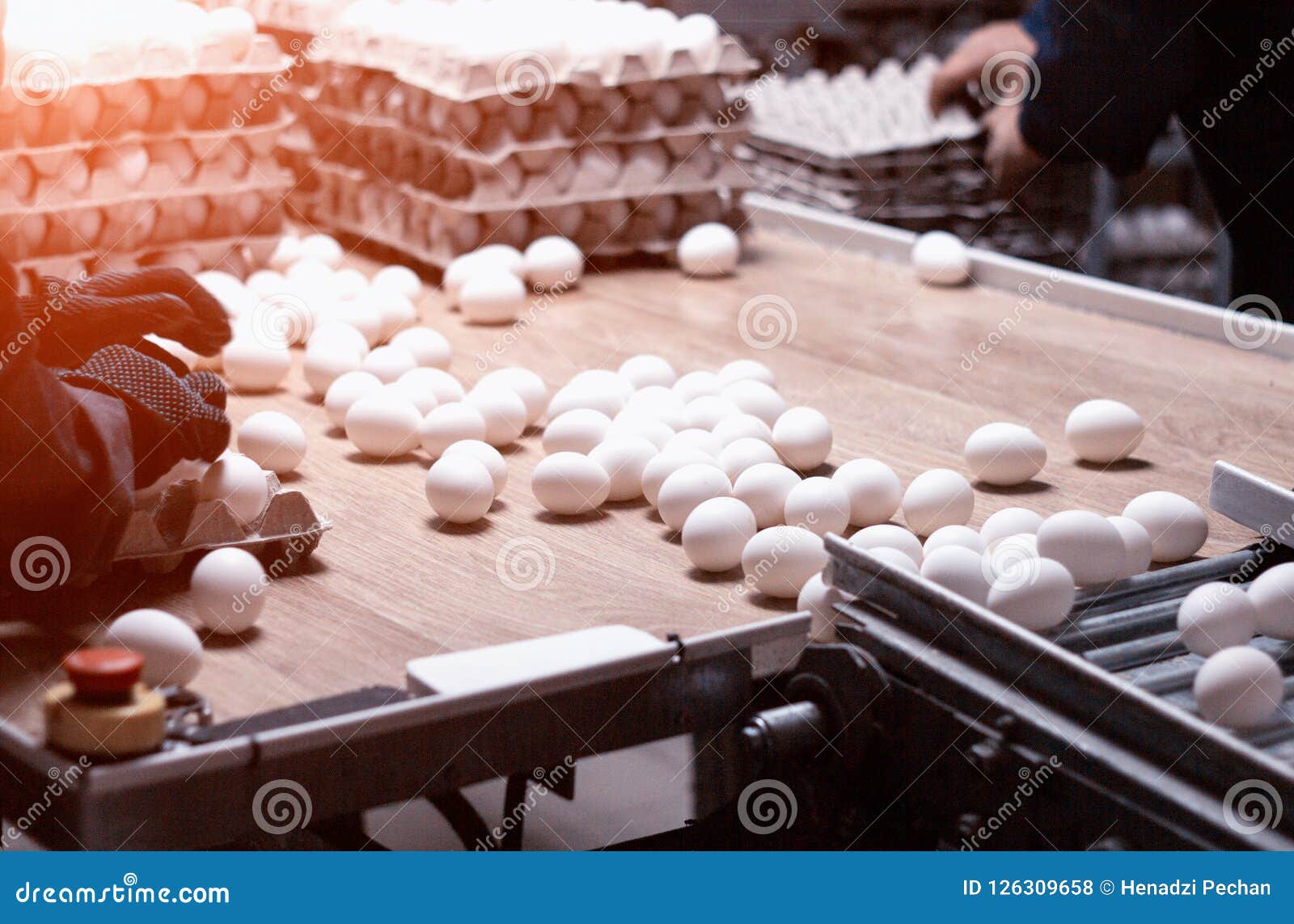 Sorting and Packing of Chicken Eggs at a Poultry Farm, Chicken Eggs on ...