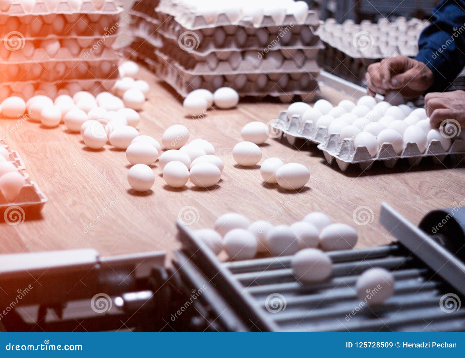 Sorting and Packing of Chicken Eggs at a Poultry Farm, Chicken Eggs on ...