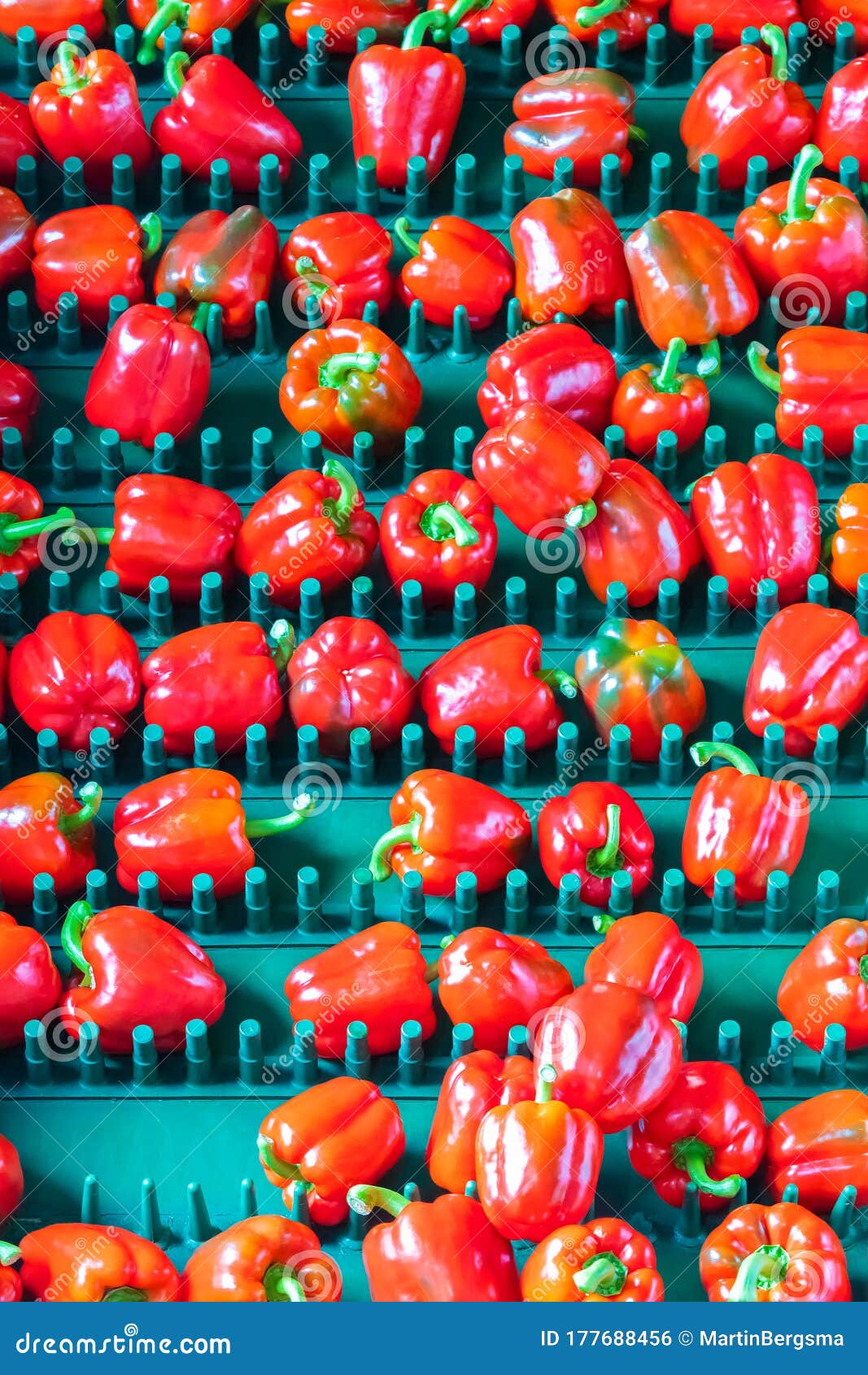 Sorting of Red Bell Peppers on a Conveyor Belt Stock Photo - Image of ...
