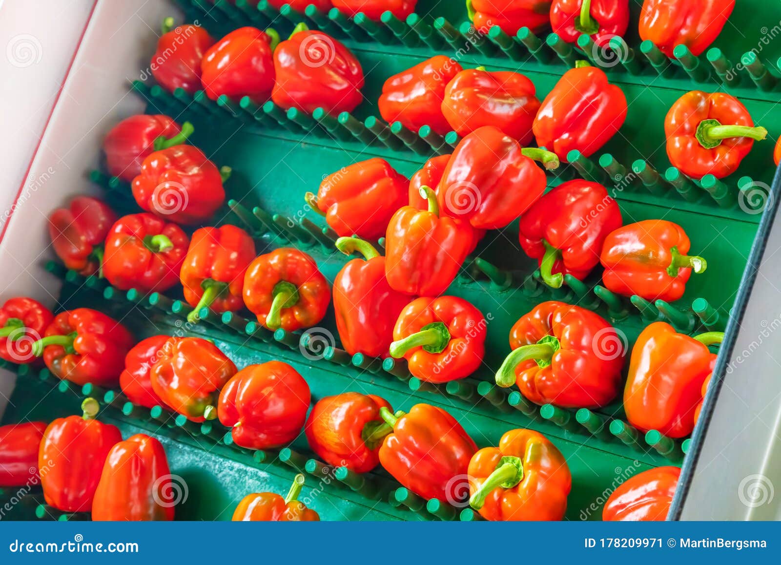 Sorting of Red Bell Peppers on a Conveyor Belt Stock Image - Image of ...