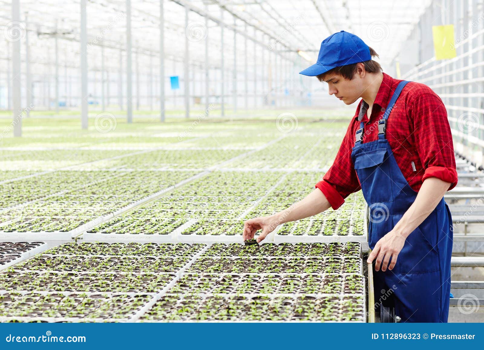 Sorting seedlings stock image. Image of indoor, gardener - 112896323