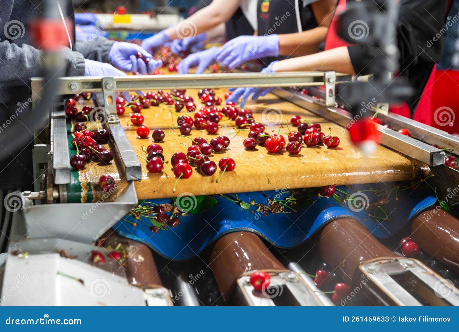 Sorting Washed Ripe Cherres Stock Image - Image of sweet, fruit: 261469633