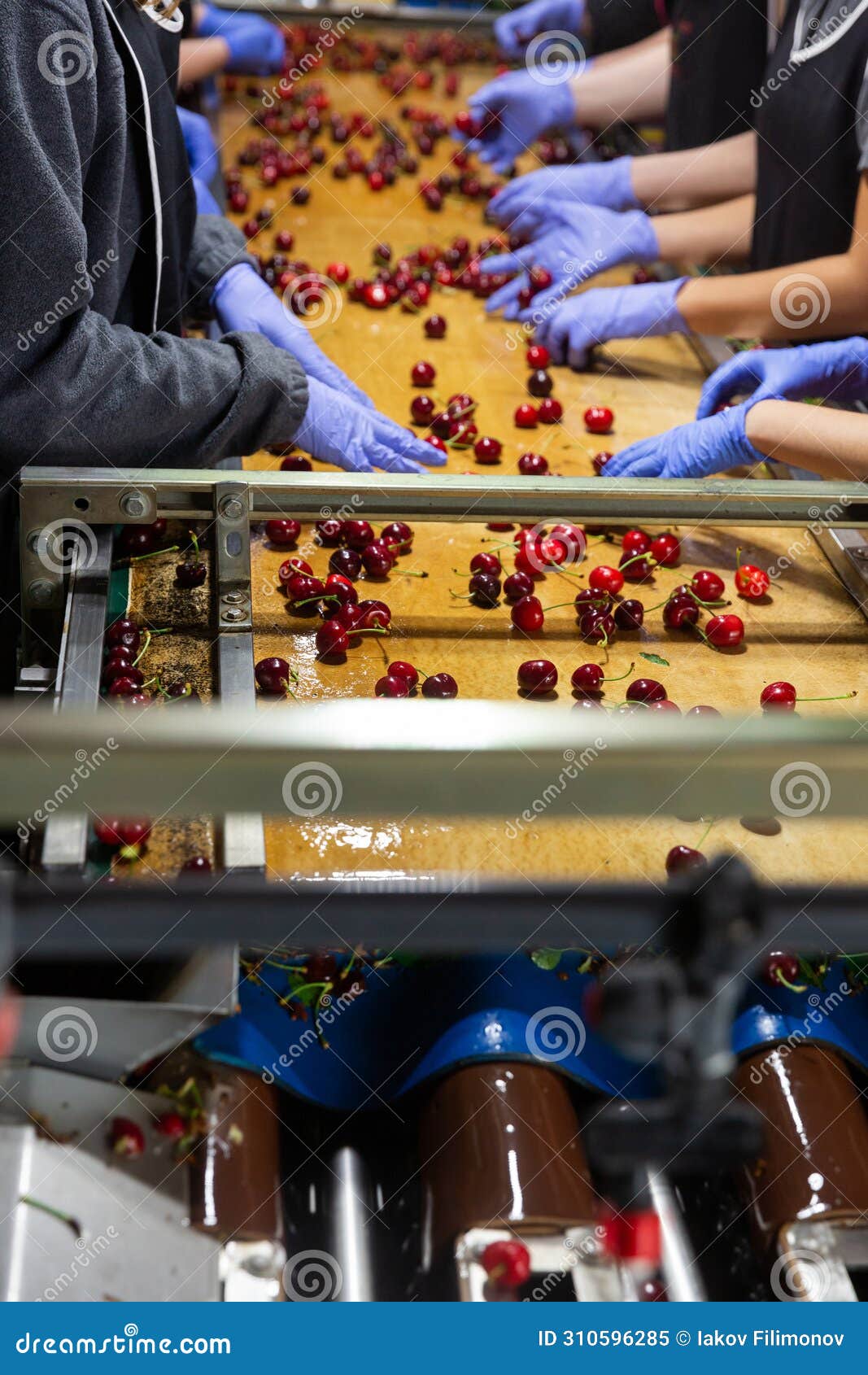 Sorting Washed Ripe Cherres Stock Image - Image of sort, packing: 310596285