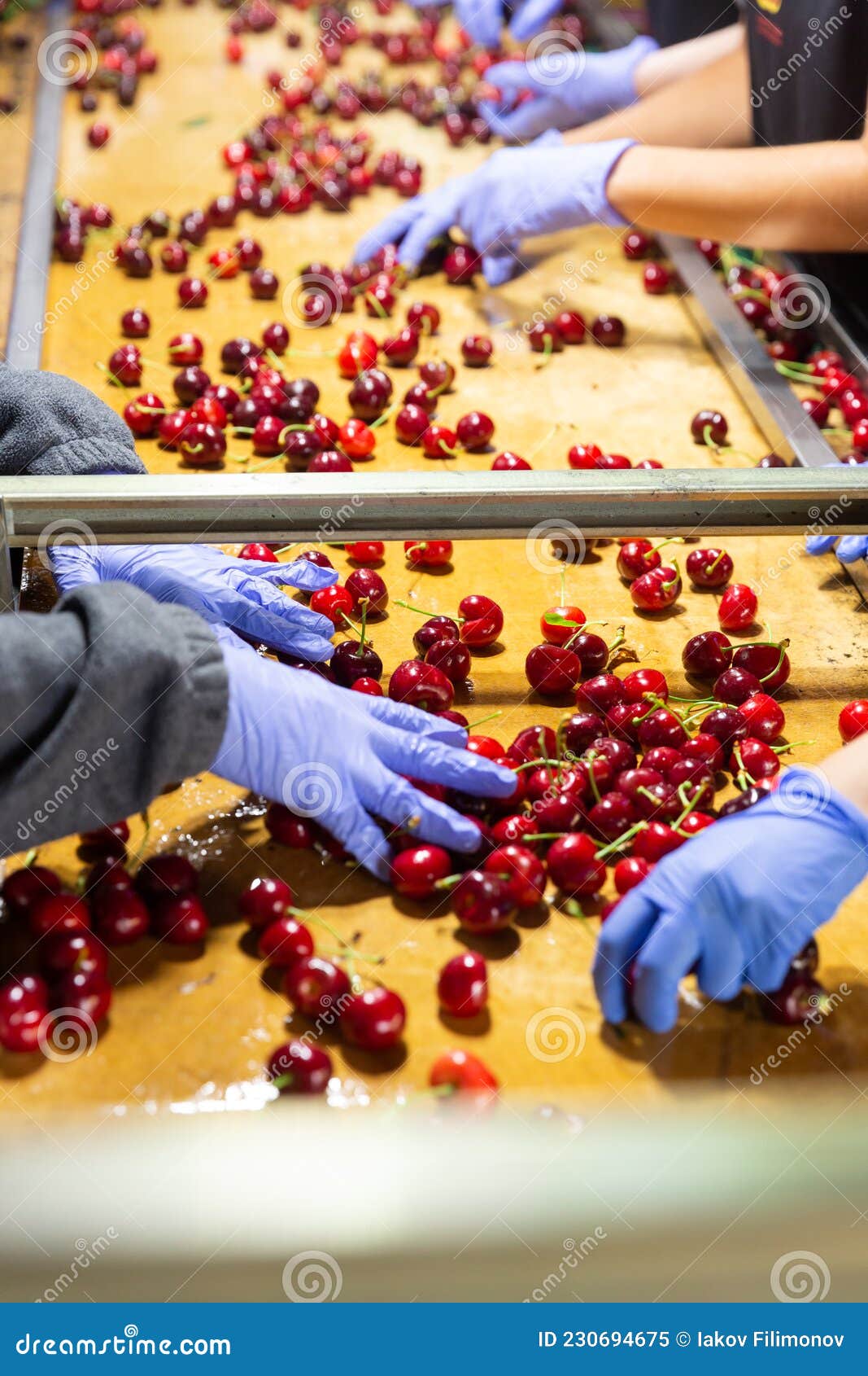 Sorting Washed Ripe Cherres Stock Image - Image of warehouse, freshness ...