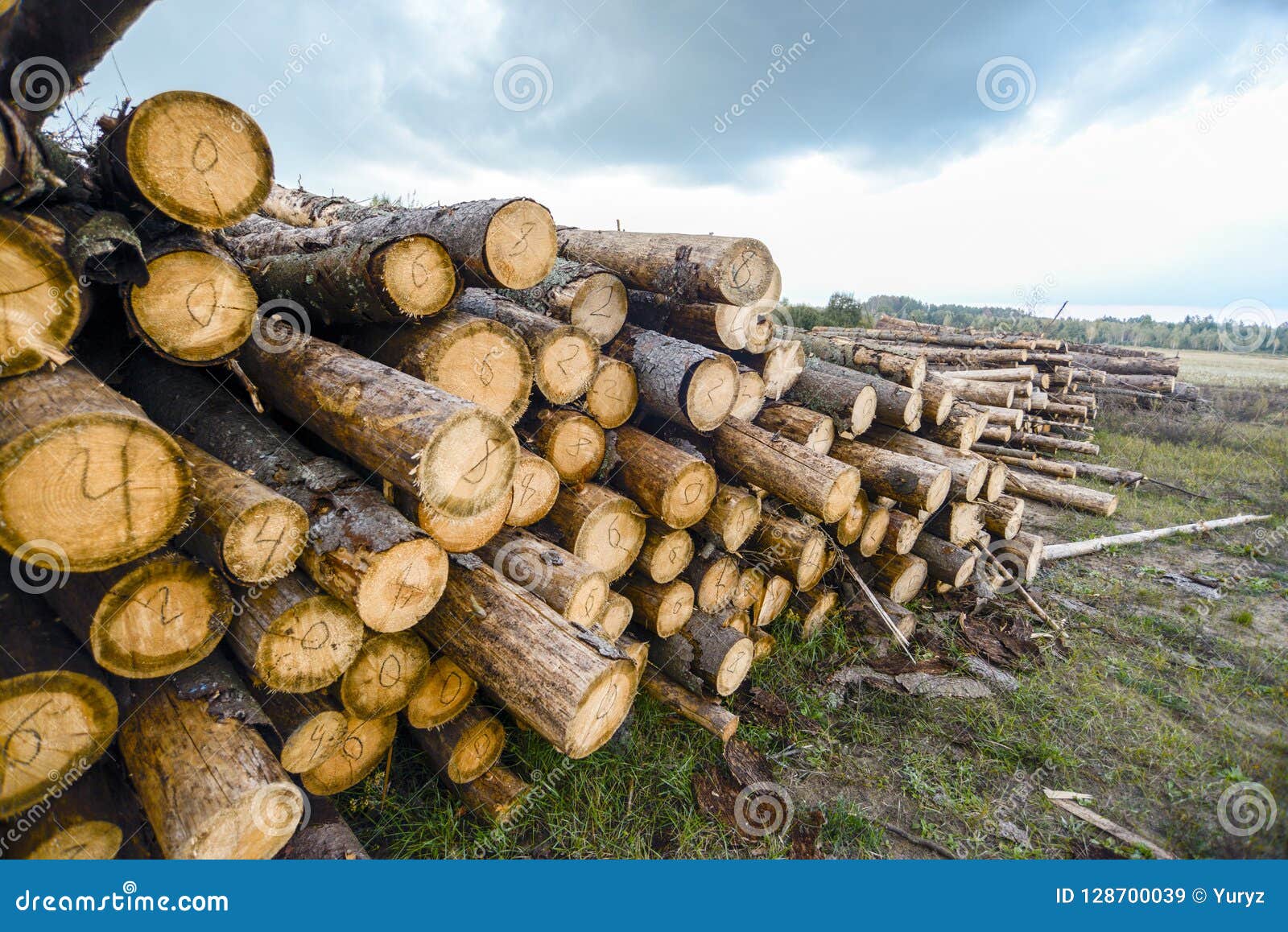 Sorting wood logs stock image. Image of circle, lumber - 128700039