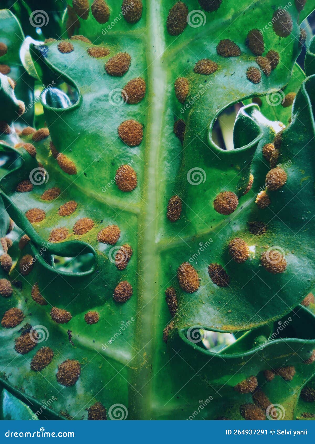 Fern Sorus Cross Section. Incision Through The Fern Sorus Under A ...