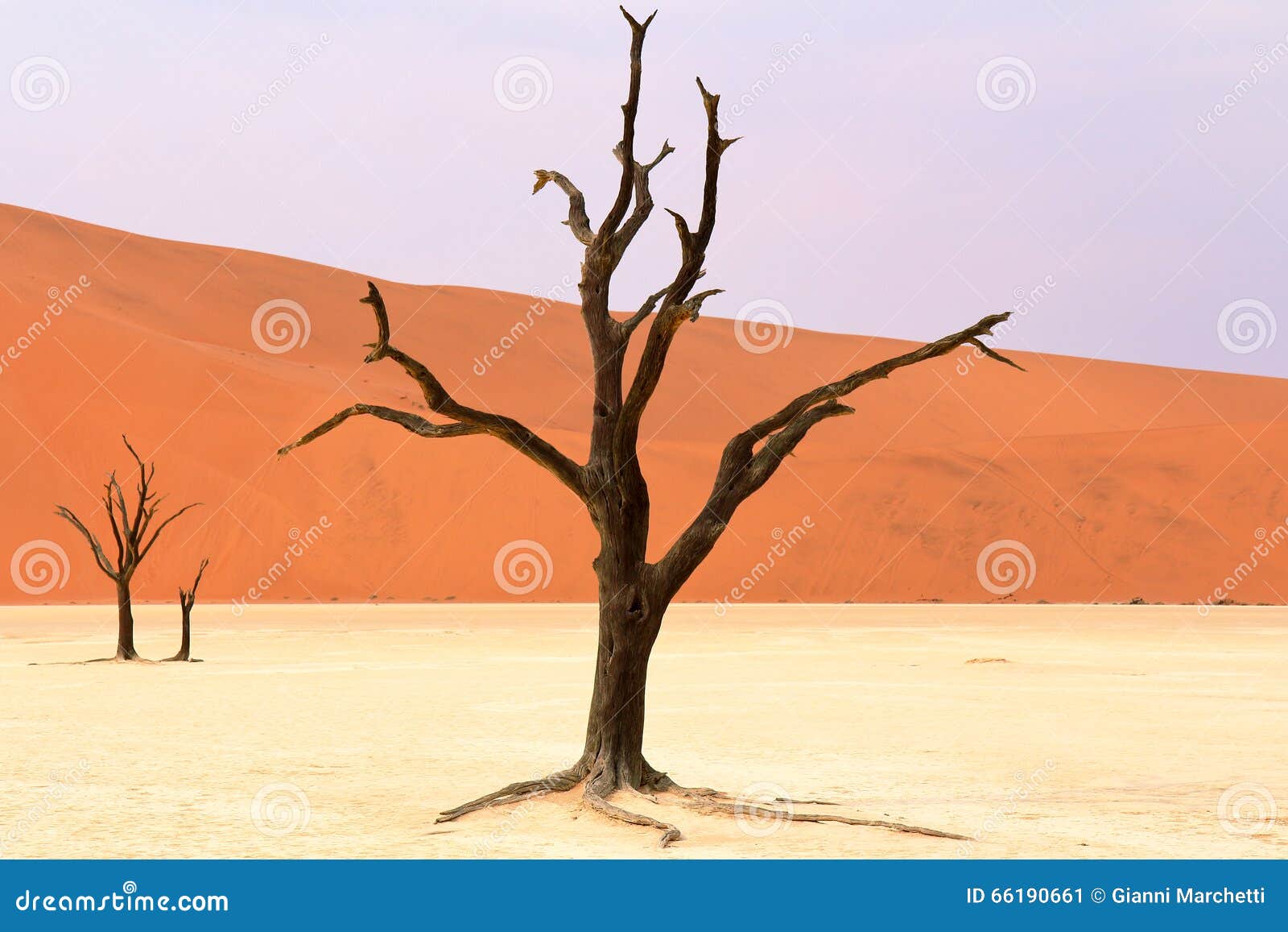 Sossusvlei: Dead Acacia Trees in the Namib Desert, Namibia Stock Image ...