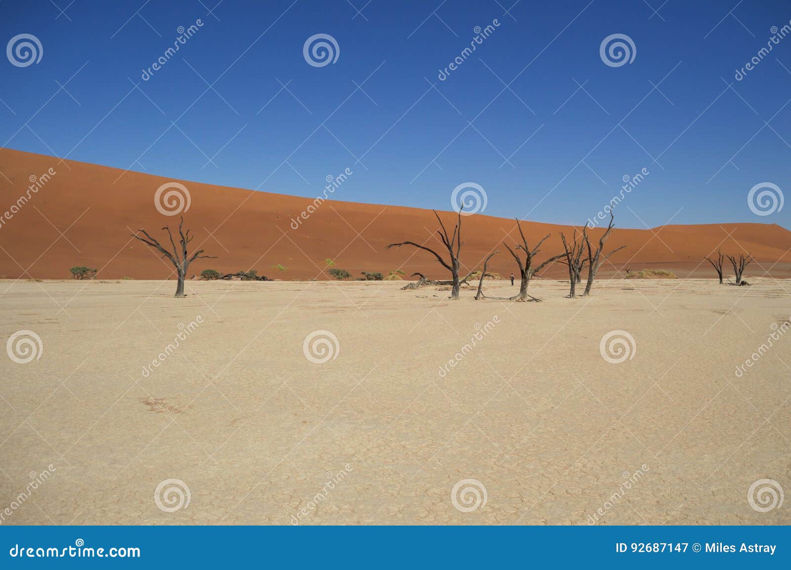 Sossusvlei Salt Pan Desert Landscape with Dead Trees, Namibia Stock ...