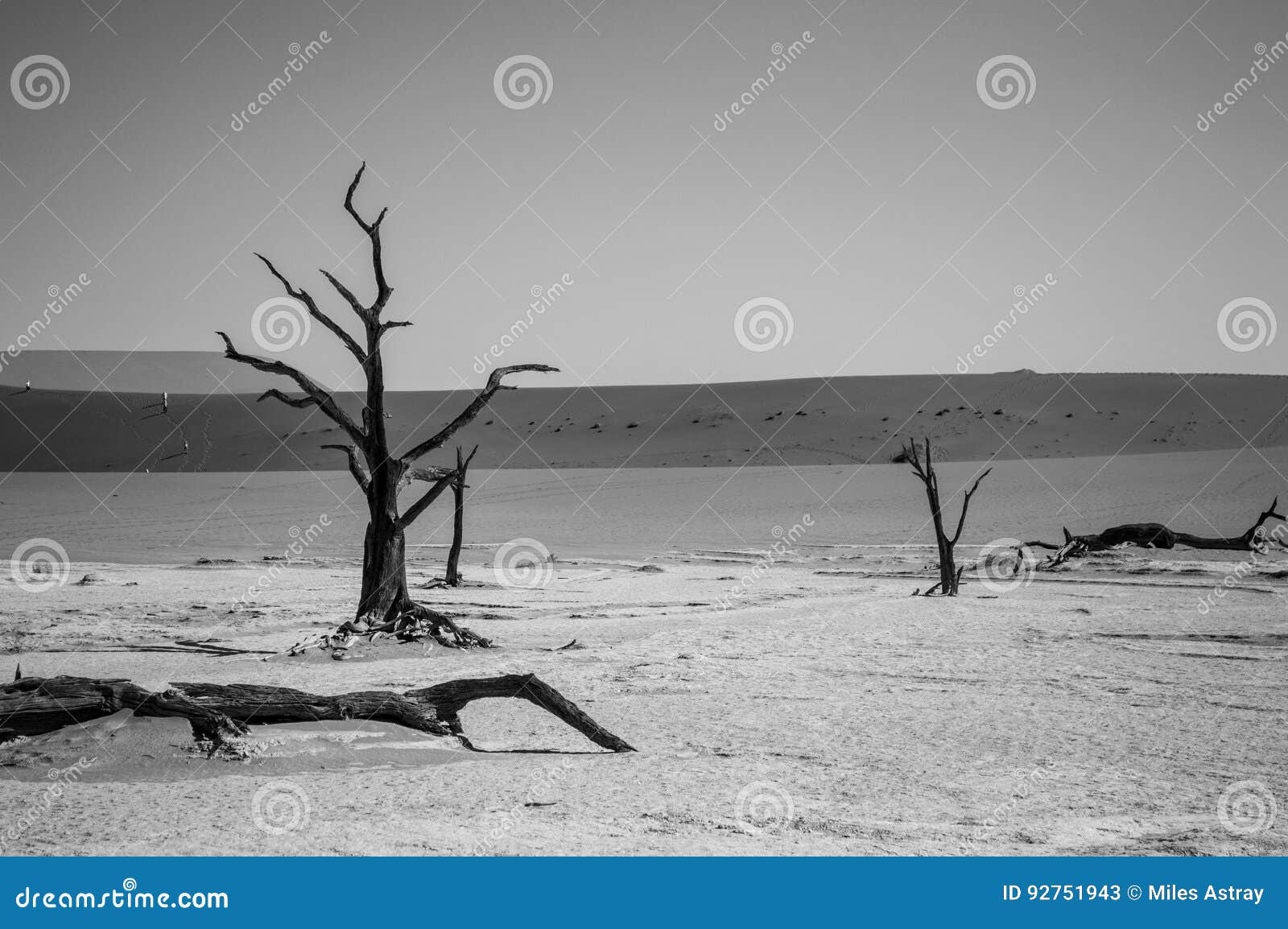 Sossusvlei Salt Pan Desert Landscape with Dead Trees and Tiny Stock ...