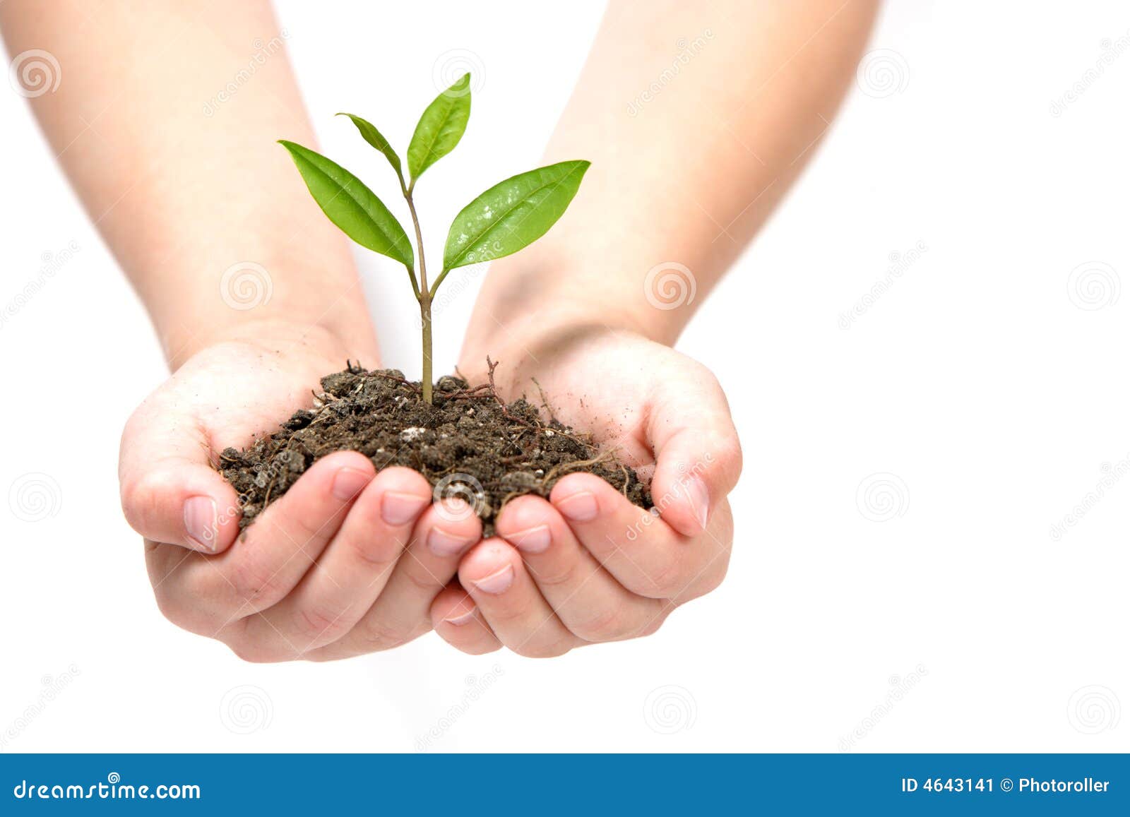 Sostener la pequeña planta imagen de archivo. Imagen de manos - 4643141